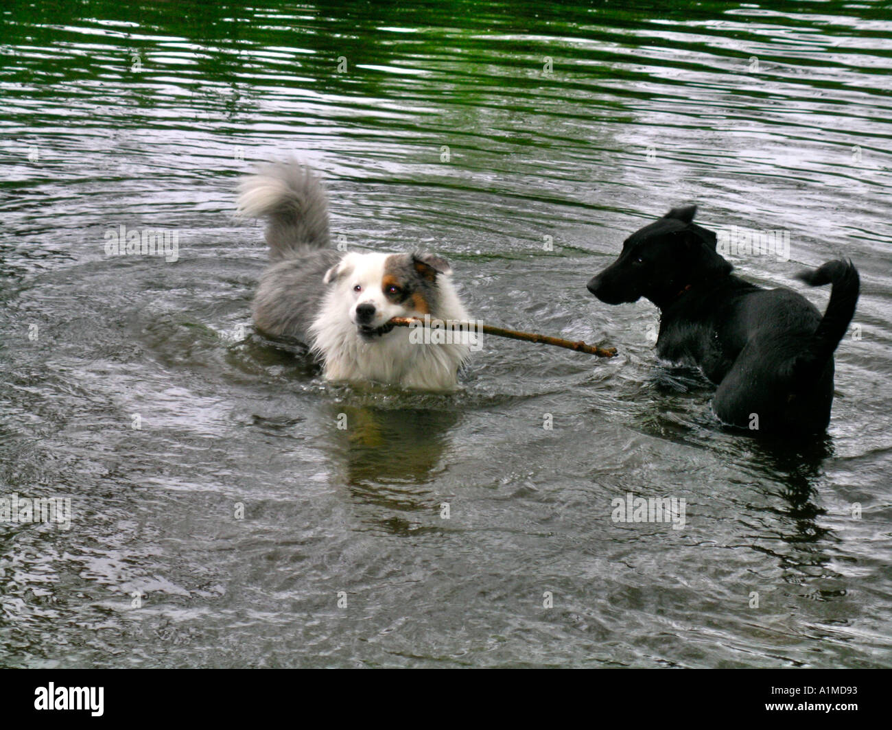 Two dogs swimming stick hi-res stock photography and images - Alamy