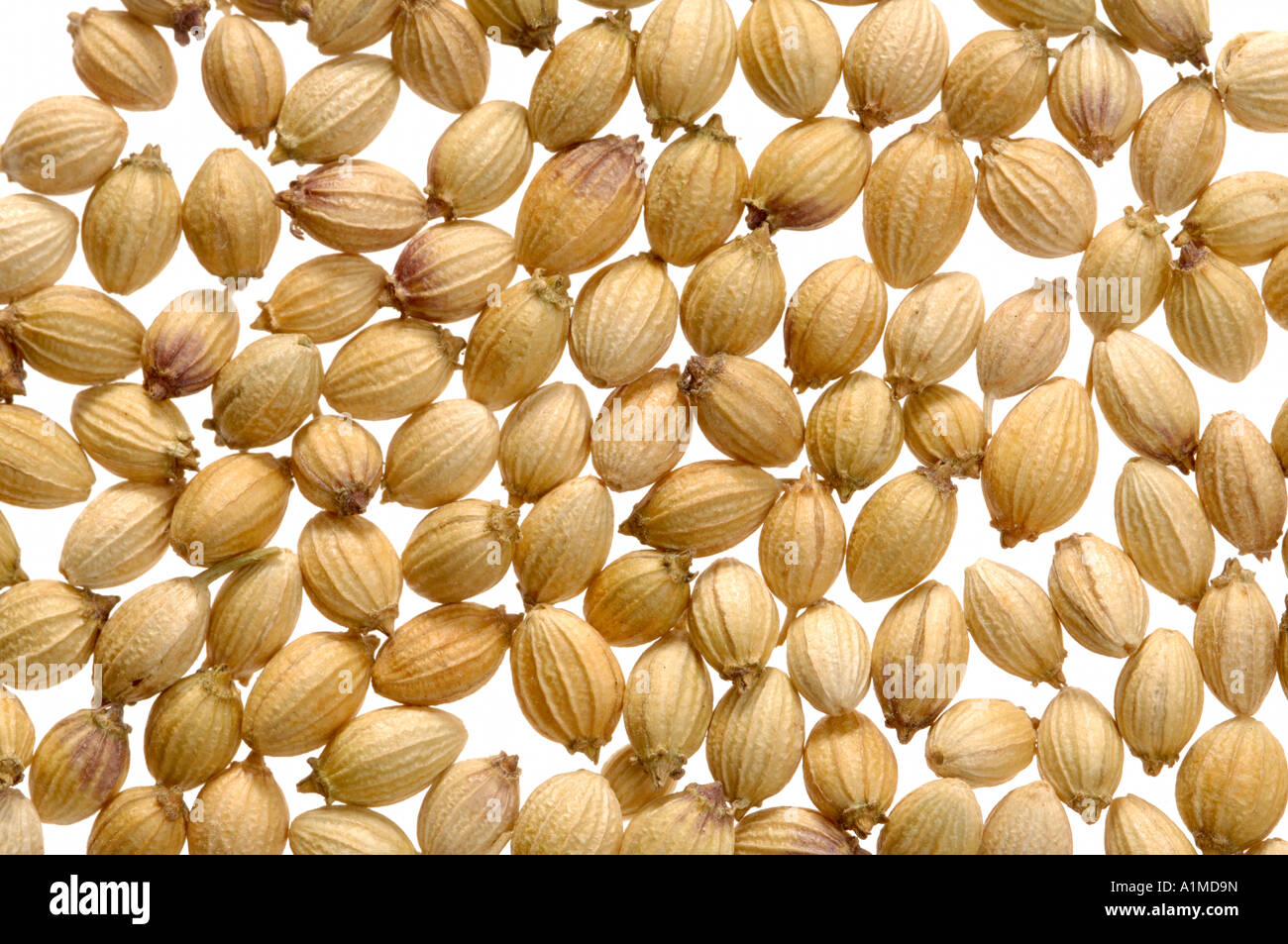 HMA210173 Spices Coriander seeds with white background Stock Photo - Alamy