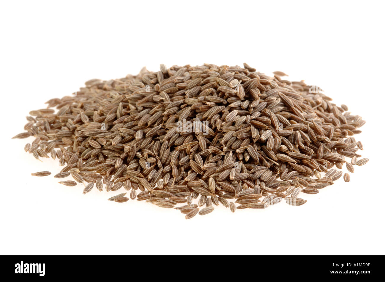 HMA210174 Spices Cumin Cuminum cyminum with white background Stock ...