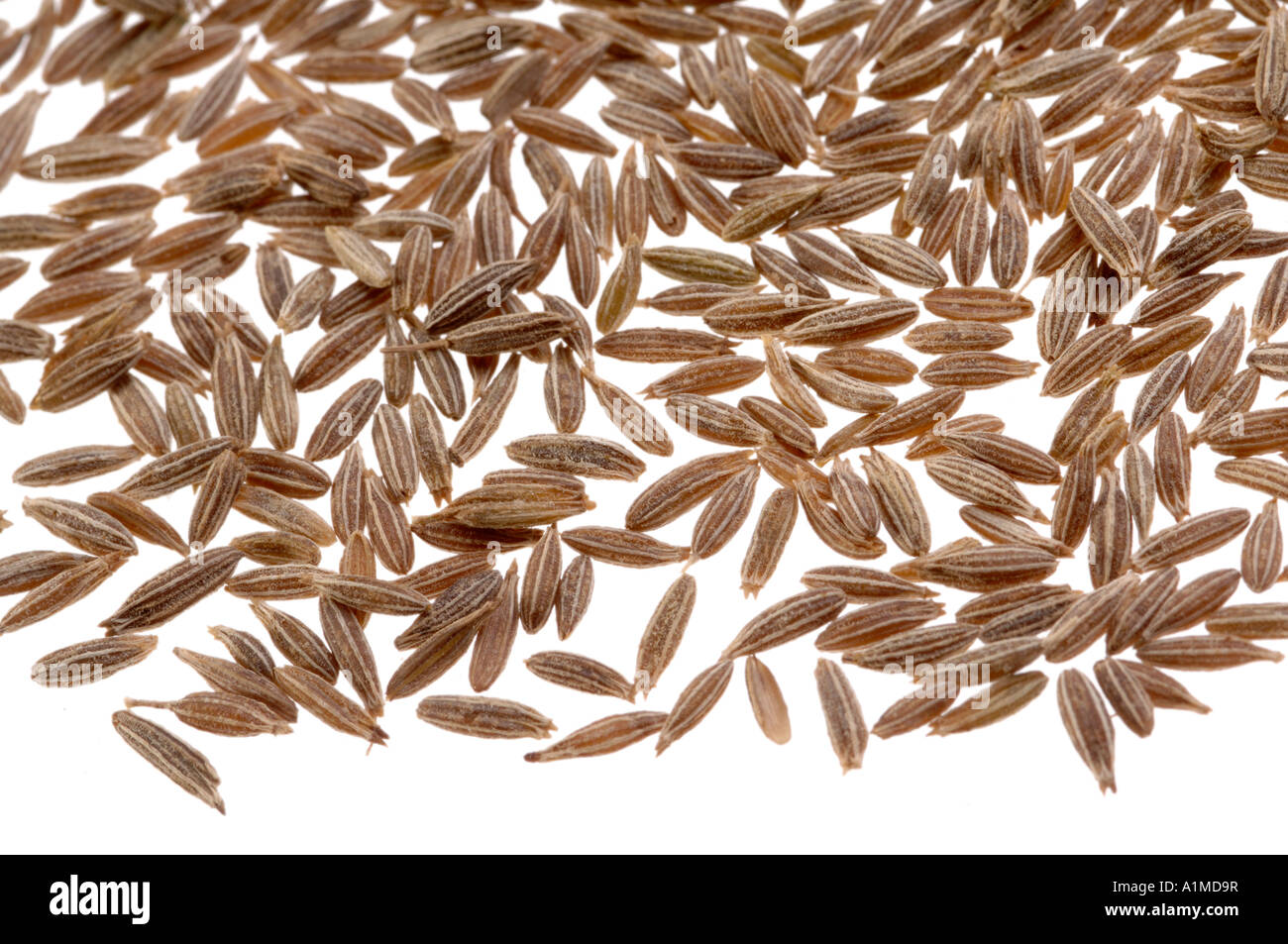 HMA210175 Spices Cumin Cuminum cyminum white background Stock Photo - Alamy