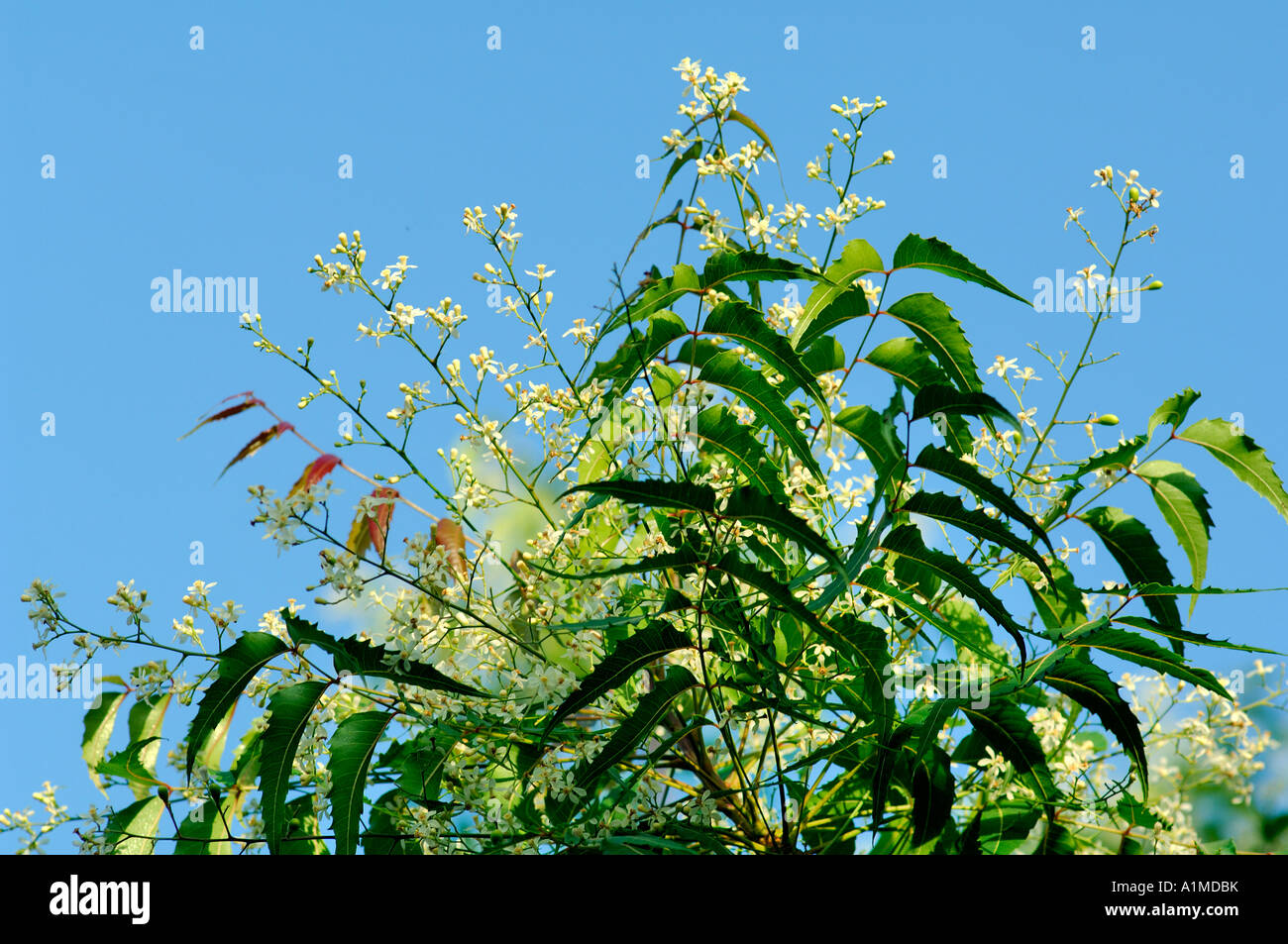 neem tree, nimtree, Indian lilac, Azadirachta indica Stock Photo - Alamy