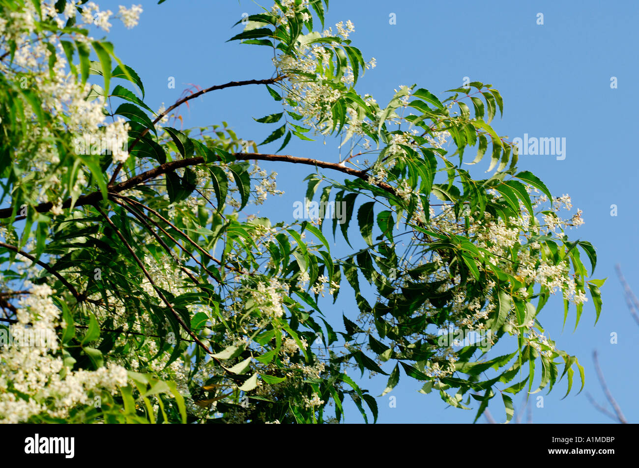 neem tree, nimtree, Indian lilac, Azadirachta indica Stock Photo - Alamy