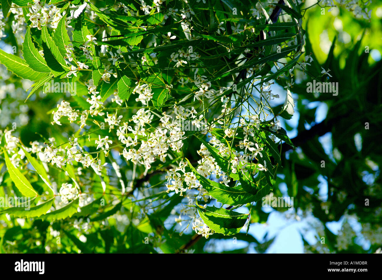 neem tree, nimtree, Indian lilac, Azadirachta indica Stock Photo - Alamy