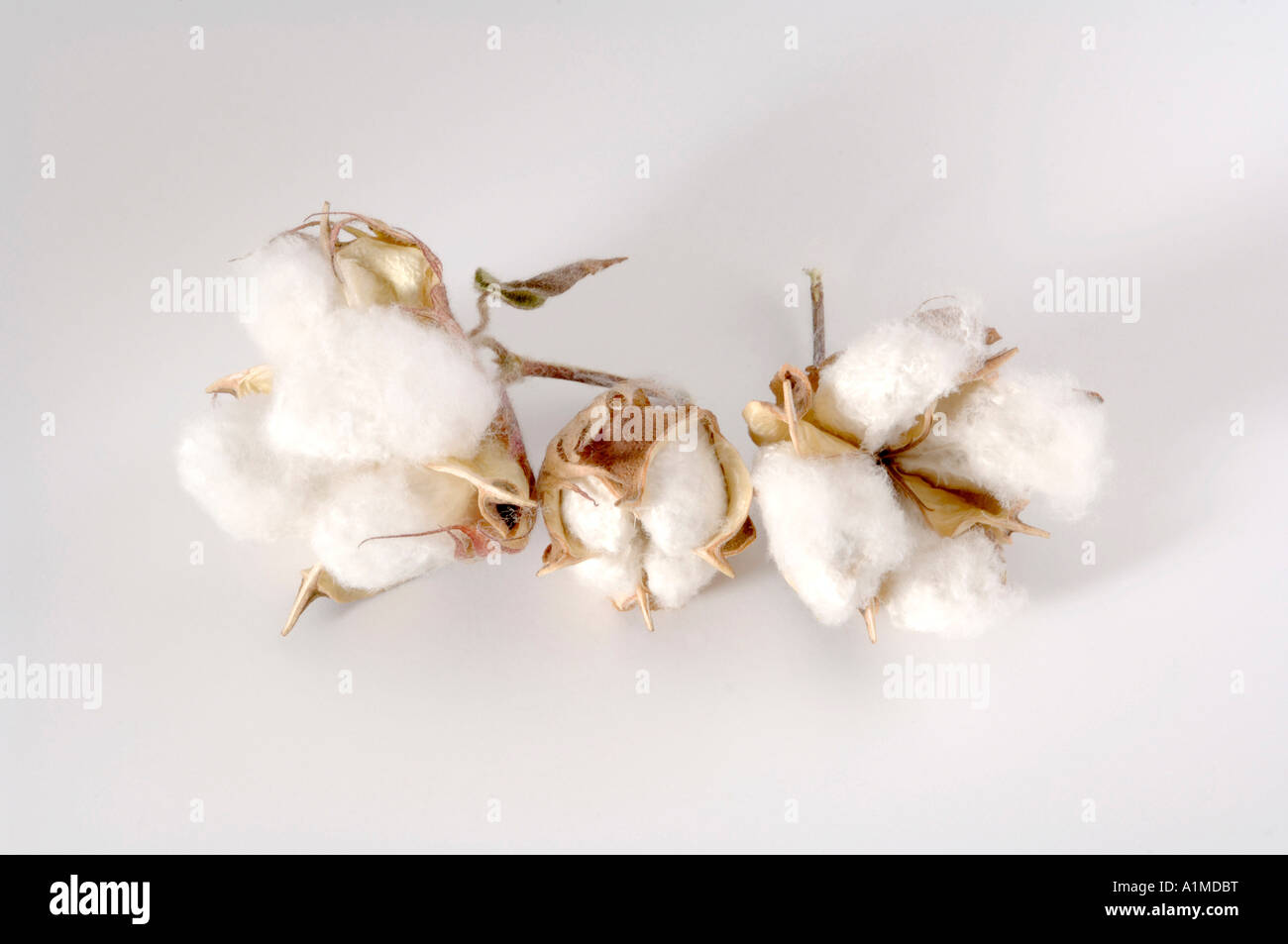 Cotton bolls hi-res stock photography and images - Alamy