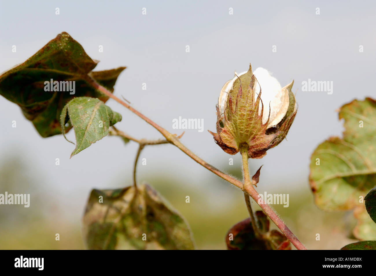 India maharashtra cotton farming hi-res stock photography and images ...