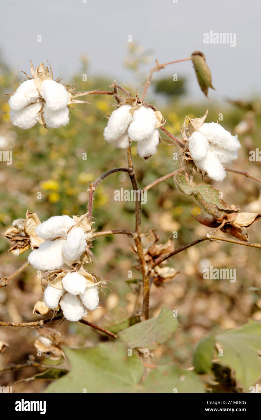 India maharashtra cotton farming hi-res stock photography and images ...
