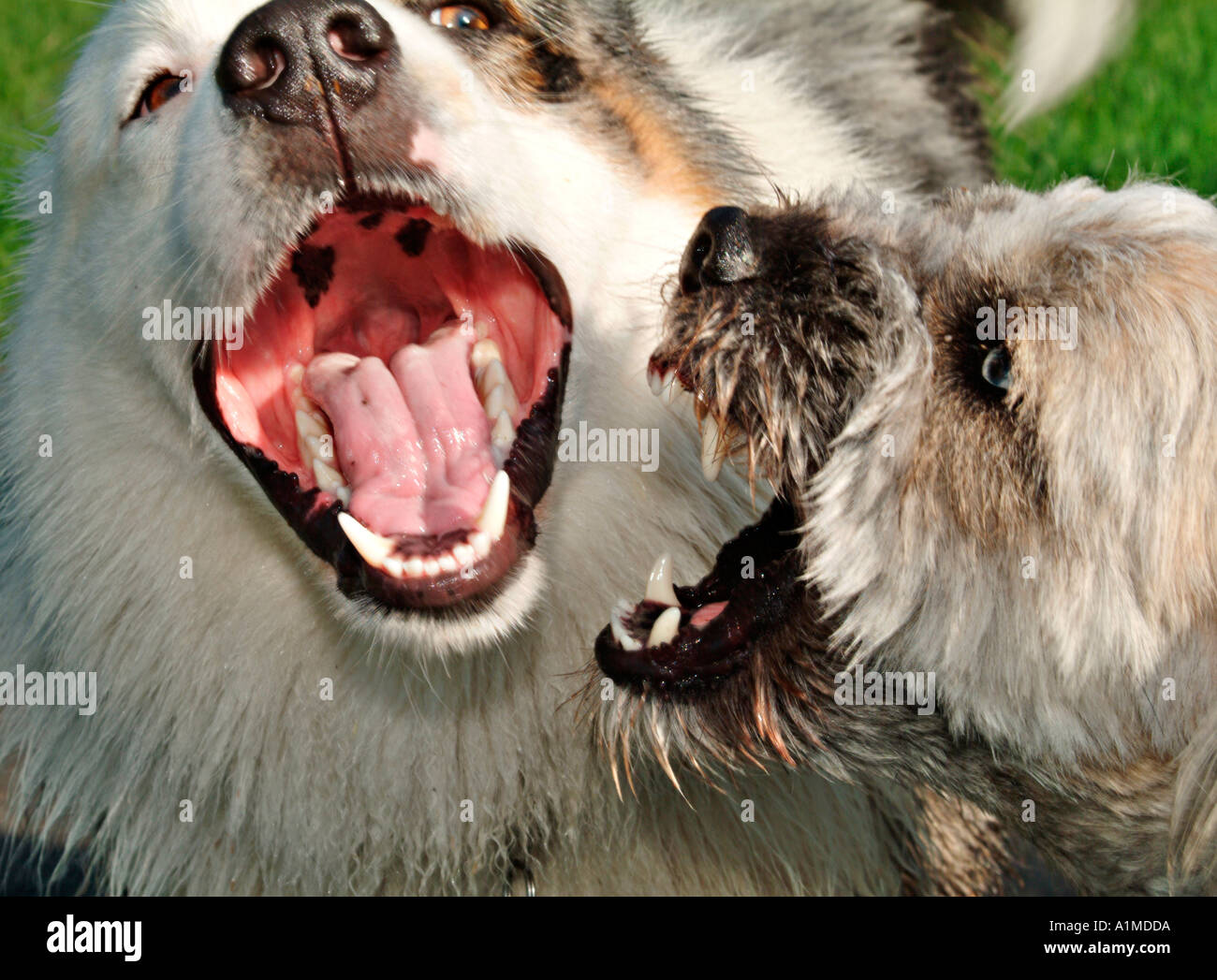 two dogs playing and fighting Stock Photo - Alamy