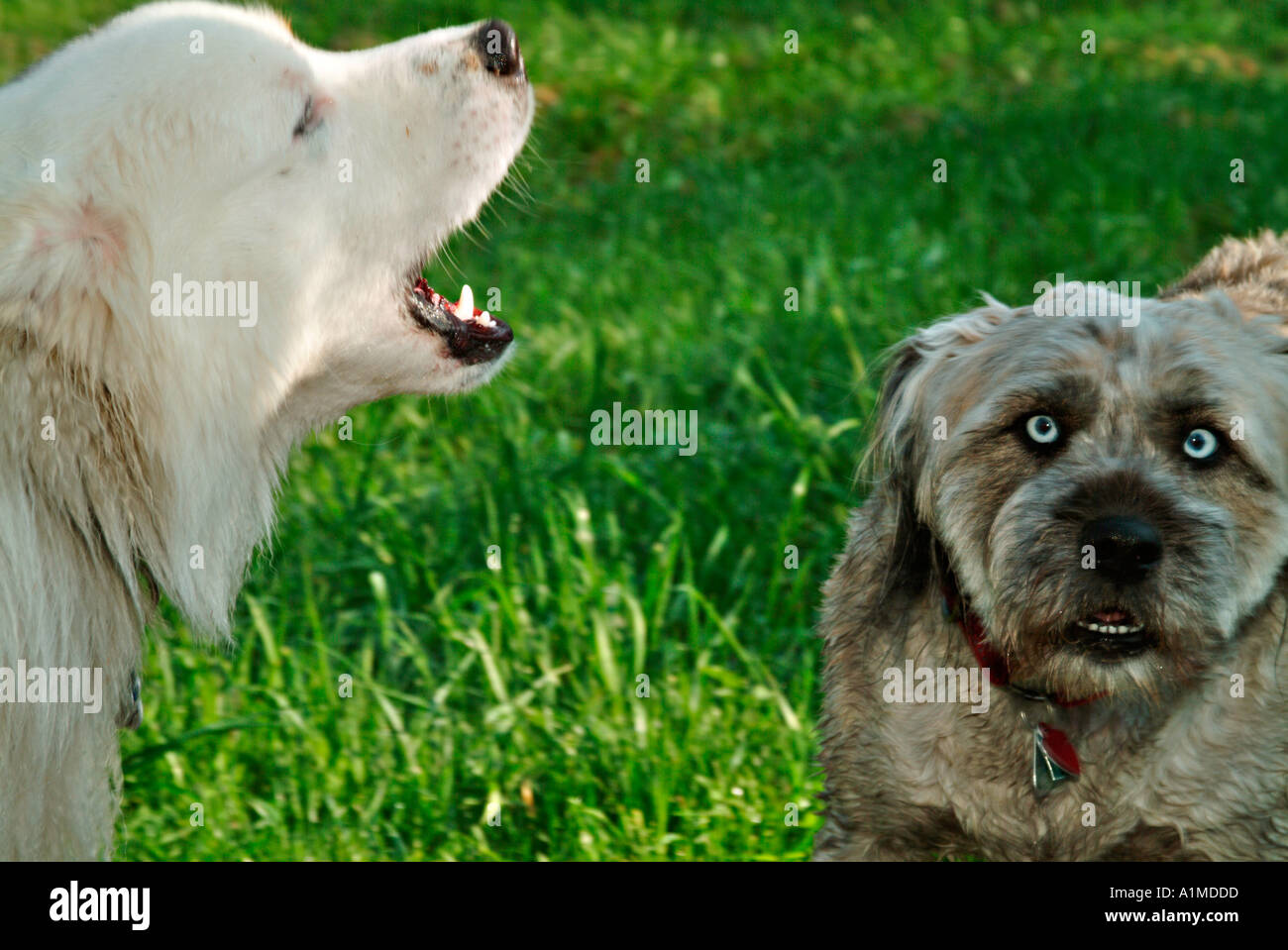 two dogs playing and fighting Stock Photo - Alamy
