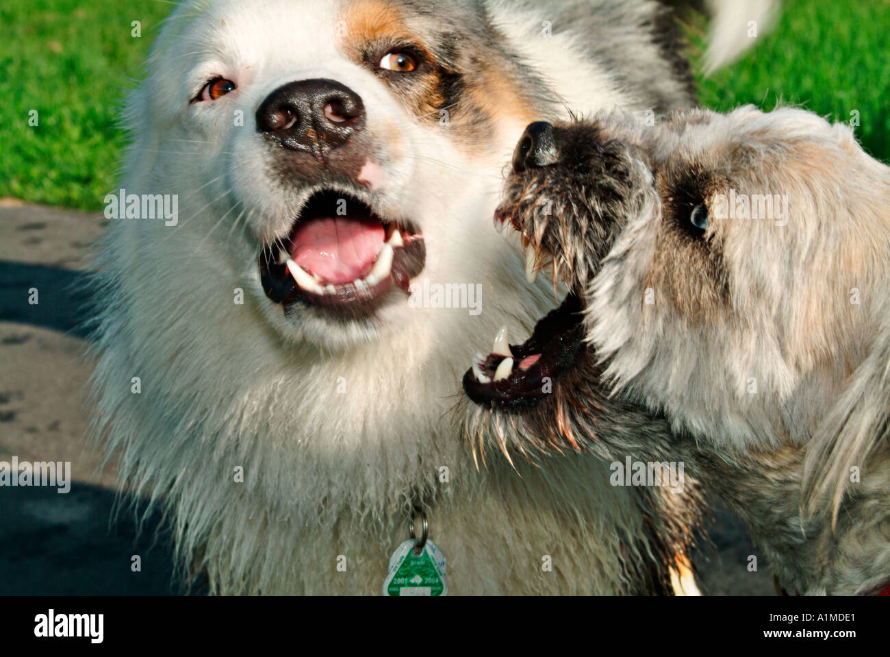 two dogs playing and fighting Stock Photo - Alamy