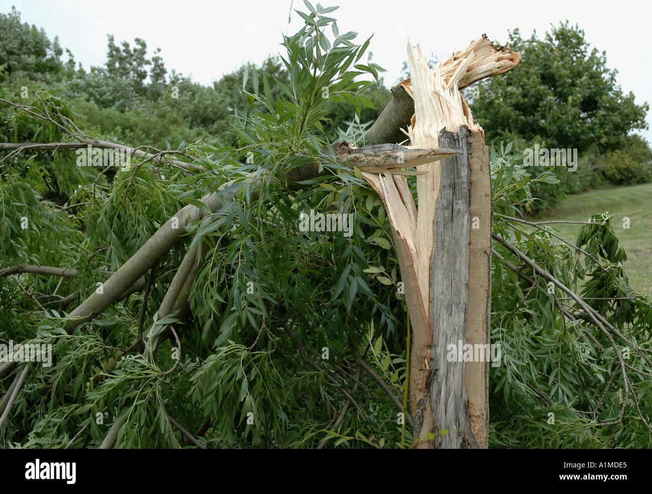 Fallen storm damaged tree Stock Photo - Alamy