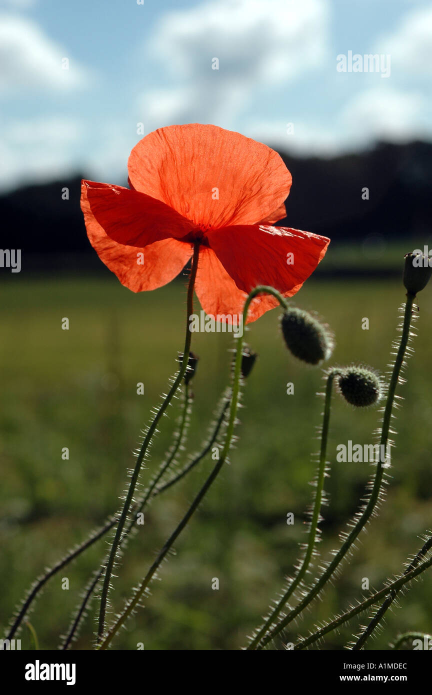 Single common red poppy Papaver rhoeas Stock Photo - Alamy