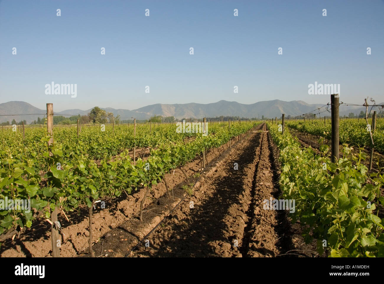Chile Wine Country Vineyards at Undurraga Winery Vina Undurraga near ...