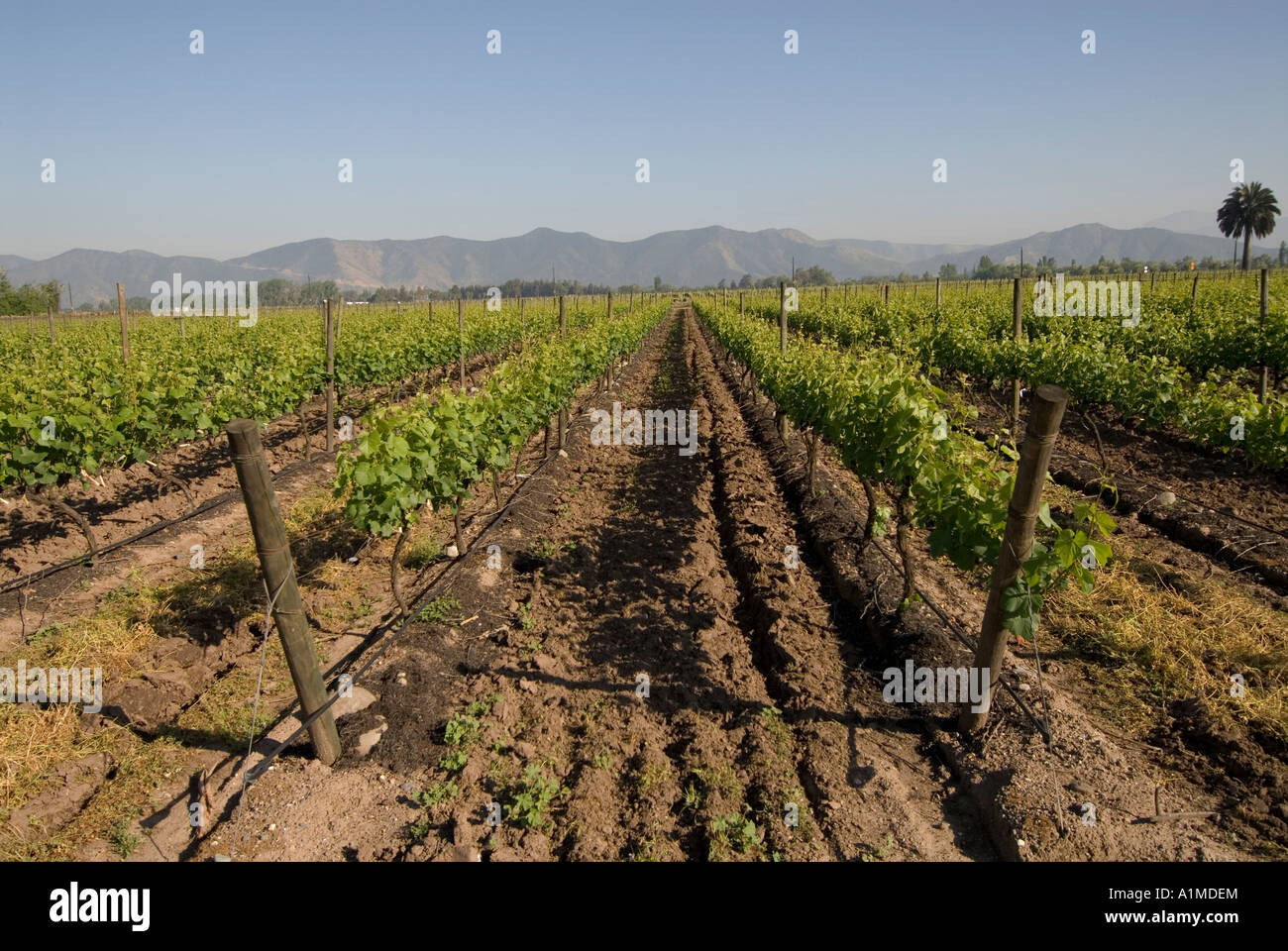 Chile wine country hi-res stock photography and images - Alamy