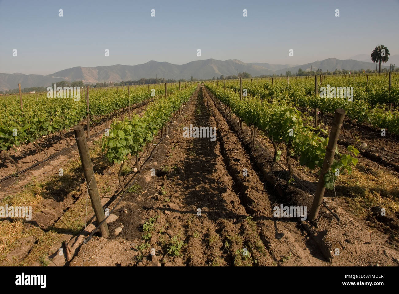 Chile Wine Country Vineyards at Undurraga Winery Vina Undurraga near ...