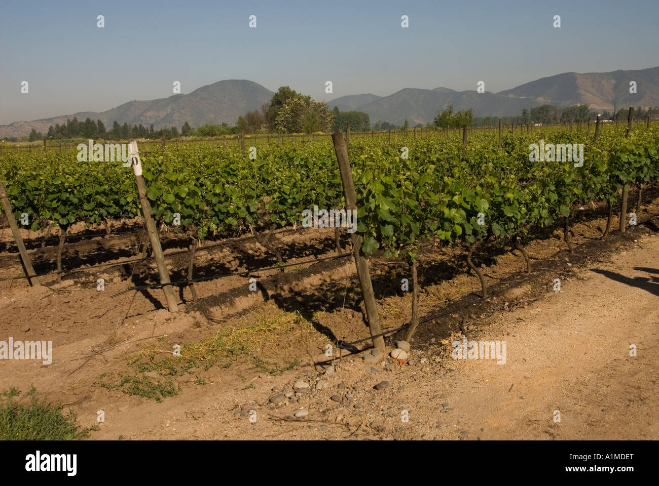 Chile Wine Country Vineyard at Undurraga Winery Vina Undurraga near ...