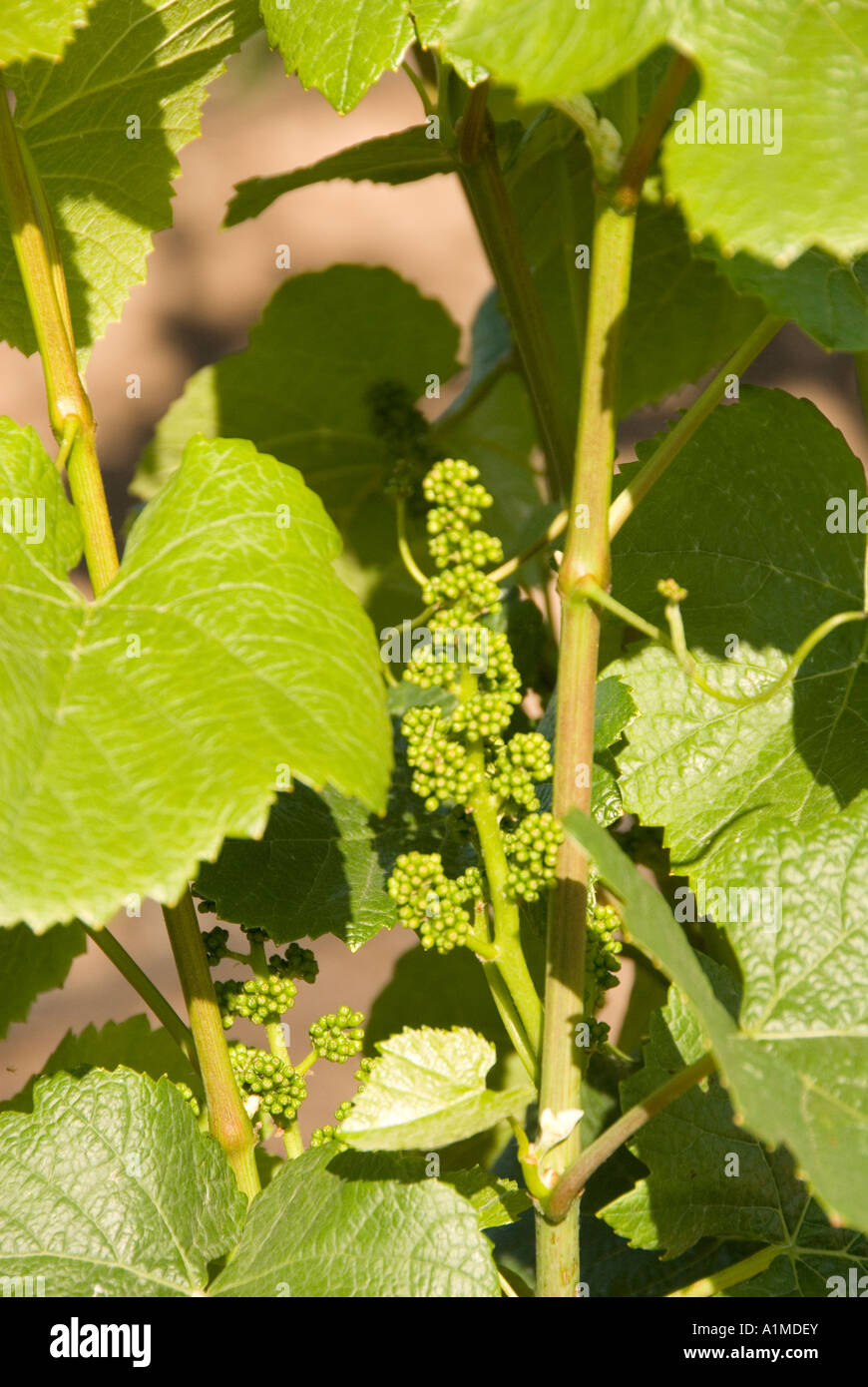 Chile Wine Country Grape vine buds in spring grape cluster forming at ...