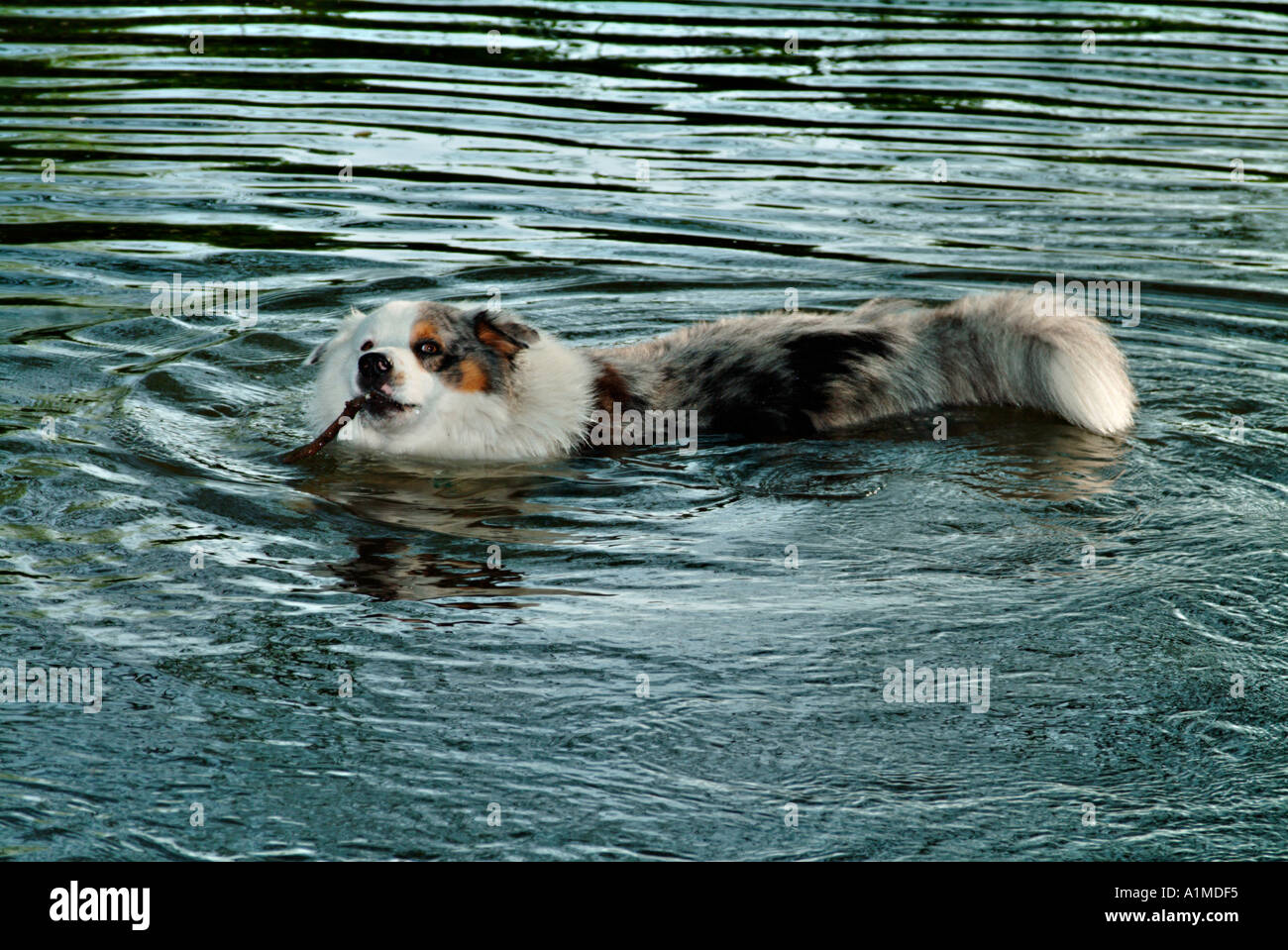 dog australian shepherd swimming in a lake Stock Photo - Alamy