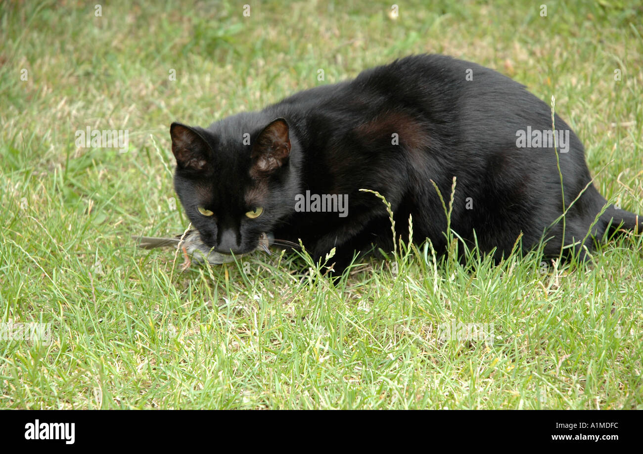 Cat With Bird In Mouth