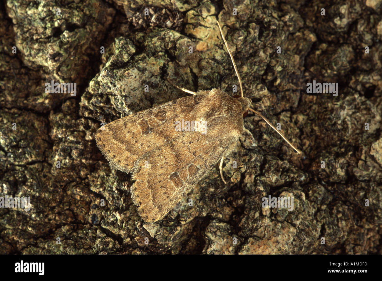 Mottled Rustic moth Caradrina morpheus Stock Photo - Alamy