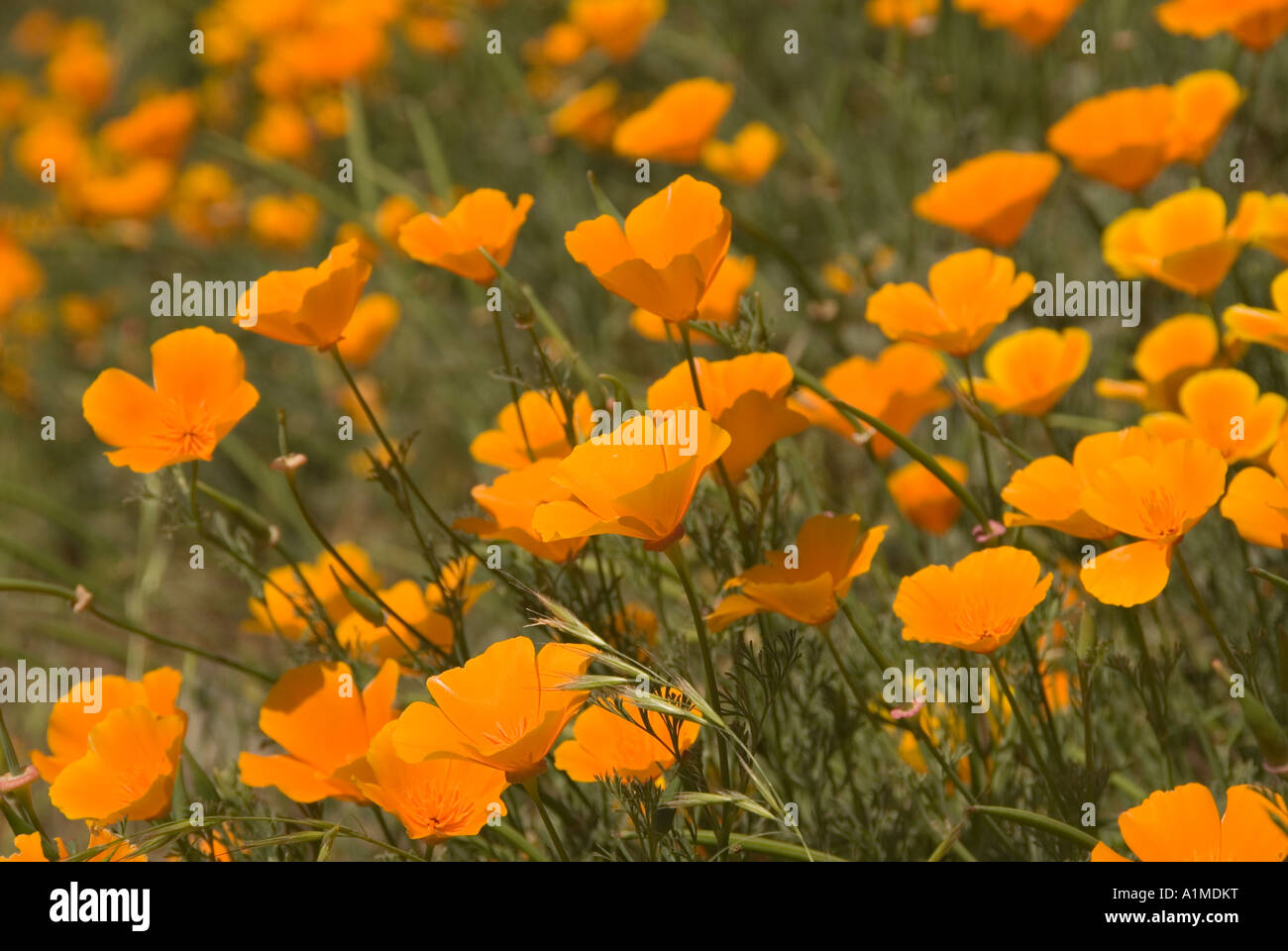 Chile Poppy wildflowers in the Andes east of Santiago Stock Photo - Alamy