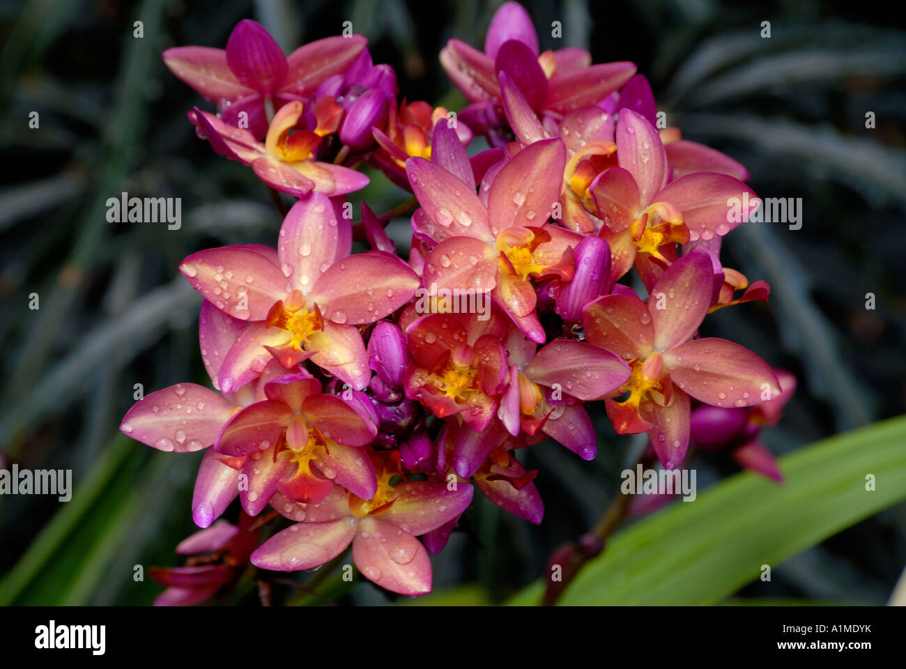 Ground orchids in dew Stock Photo - Alamy
