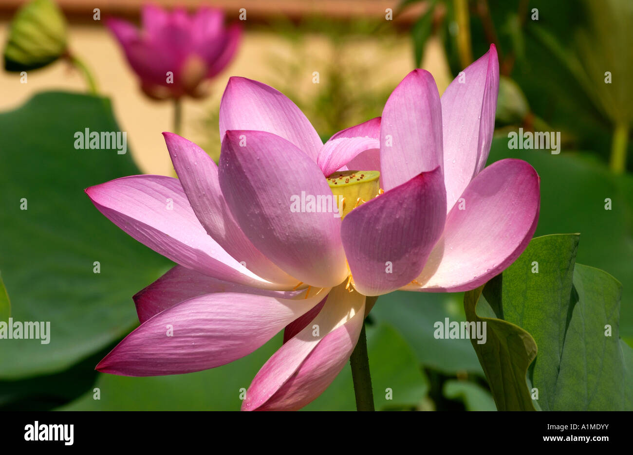 Pink Lous and new bud Stock Photo - Alamy