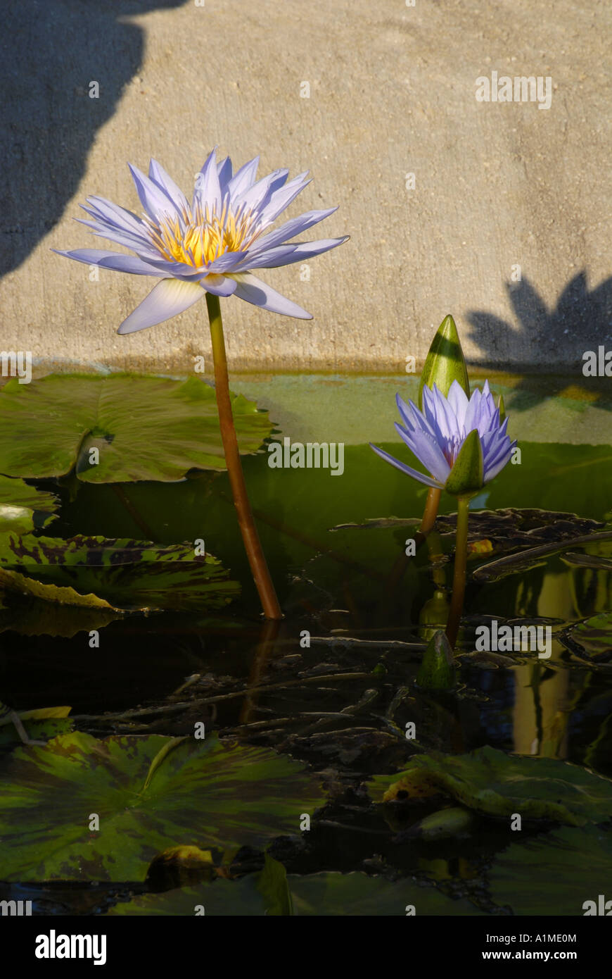 Polen flower lily hi-res stock photography and images - Alamy