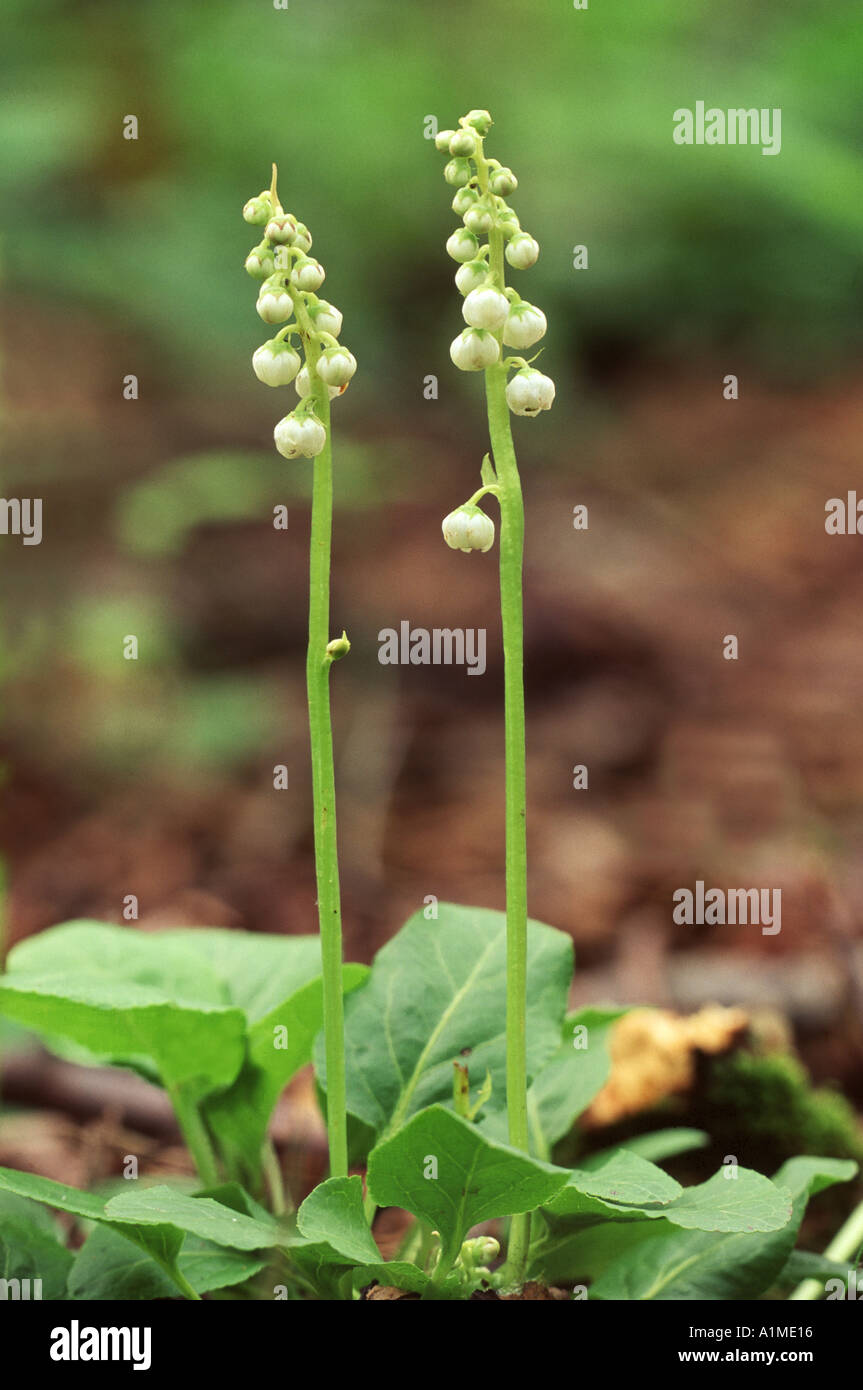 Common Wintergreen Pyrola minor Stock Photo - Alamy