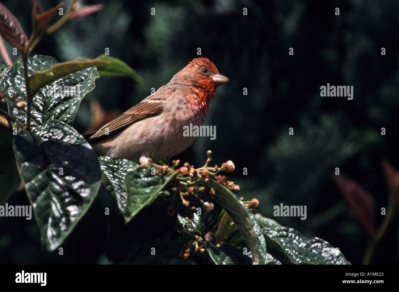 Common Rosefinch Carpodacus erythrinus Stock Photo - Alamy