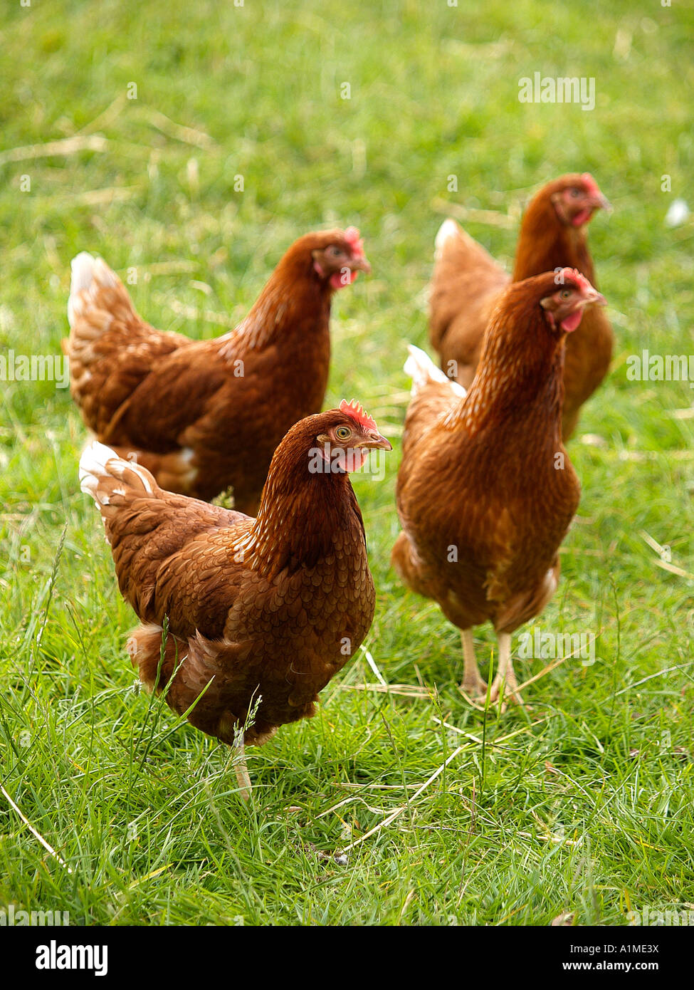 Group of free-range poultry Stock Photo - Alamy