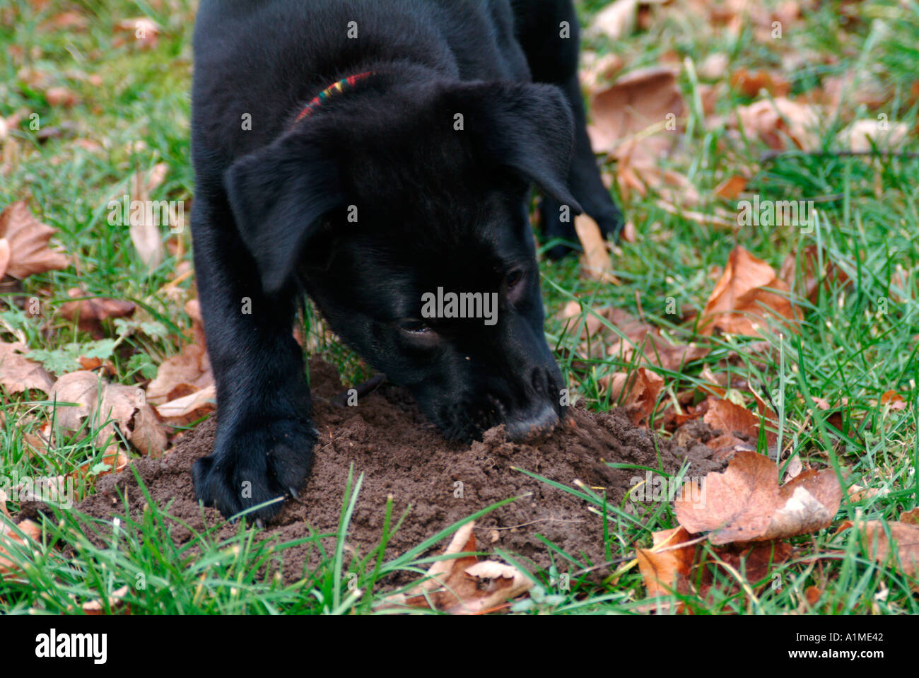 young black dog digging in a molehill Stock Photo - Alamy