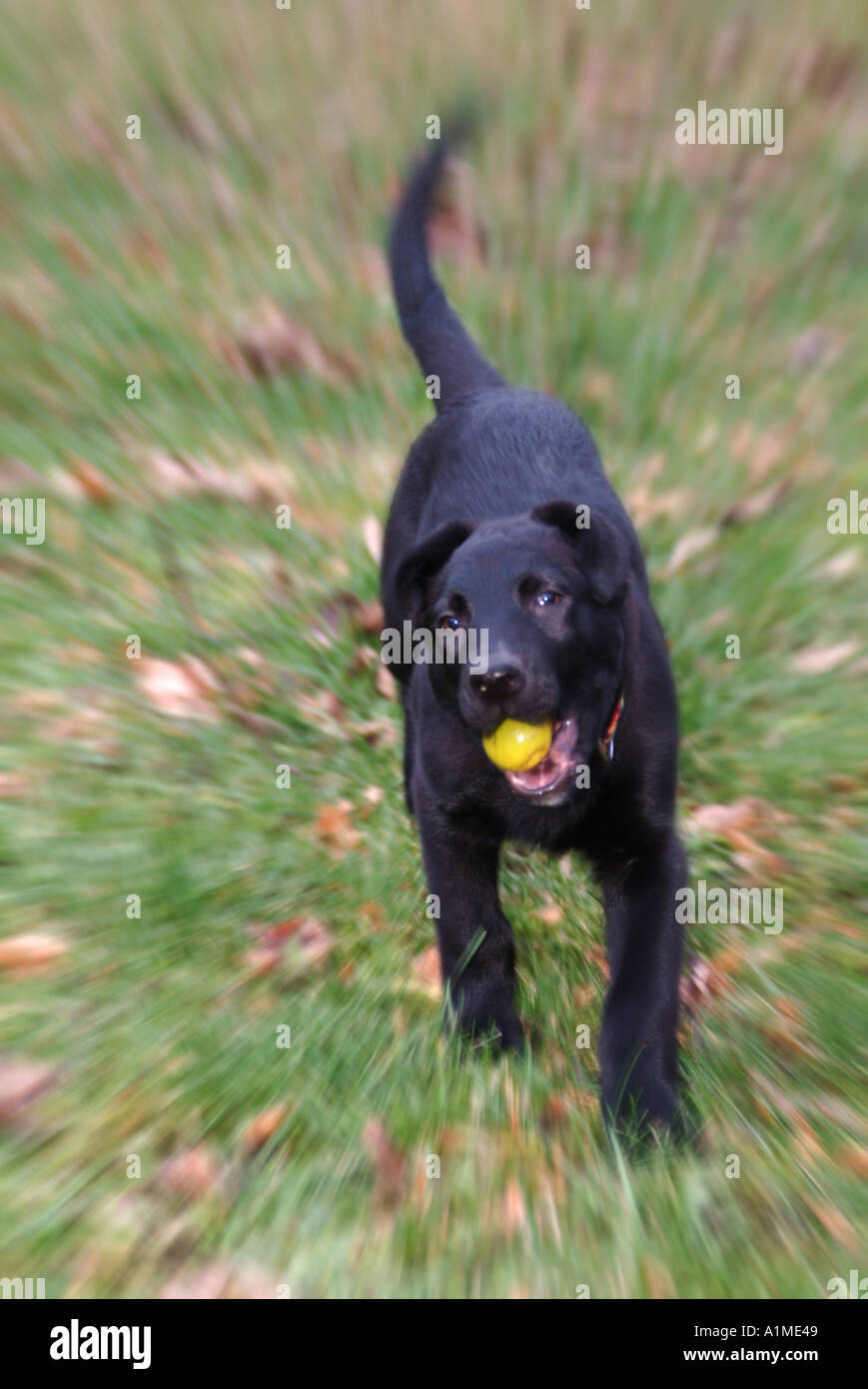 young black dog in movement playing with a ball Stock Photo - Alamy