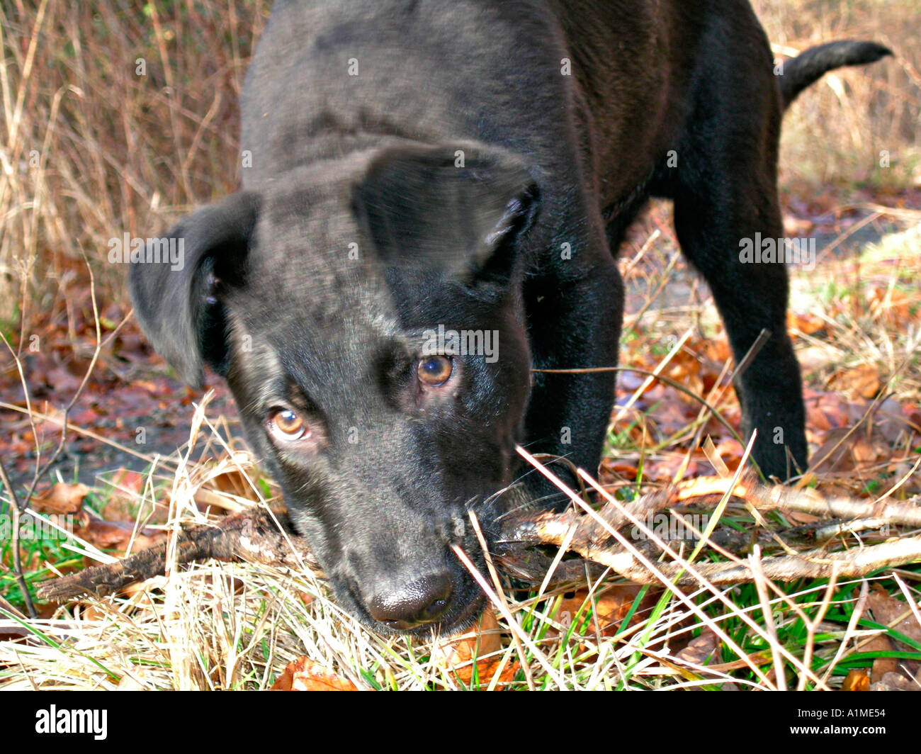 Black dog in leaves hi-res stock photography and images - Alamy