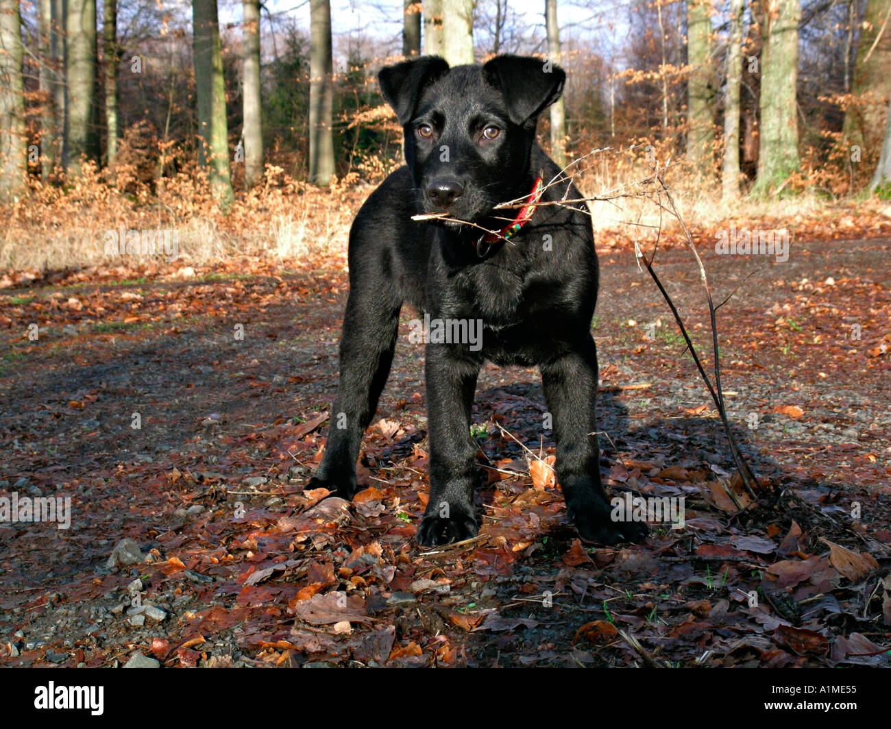 Black dog in leaves hi-res stock photography and images - Alamy