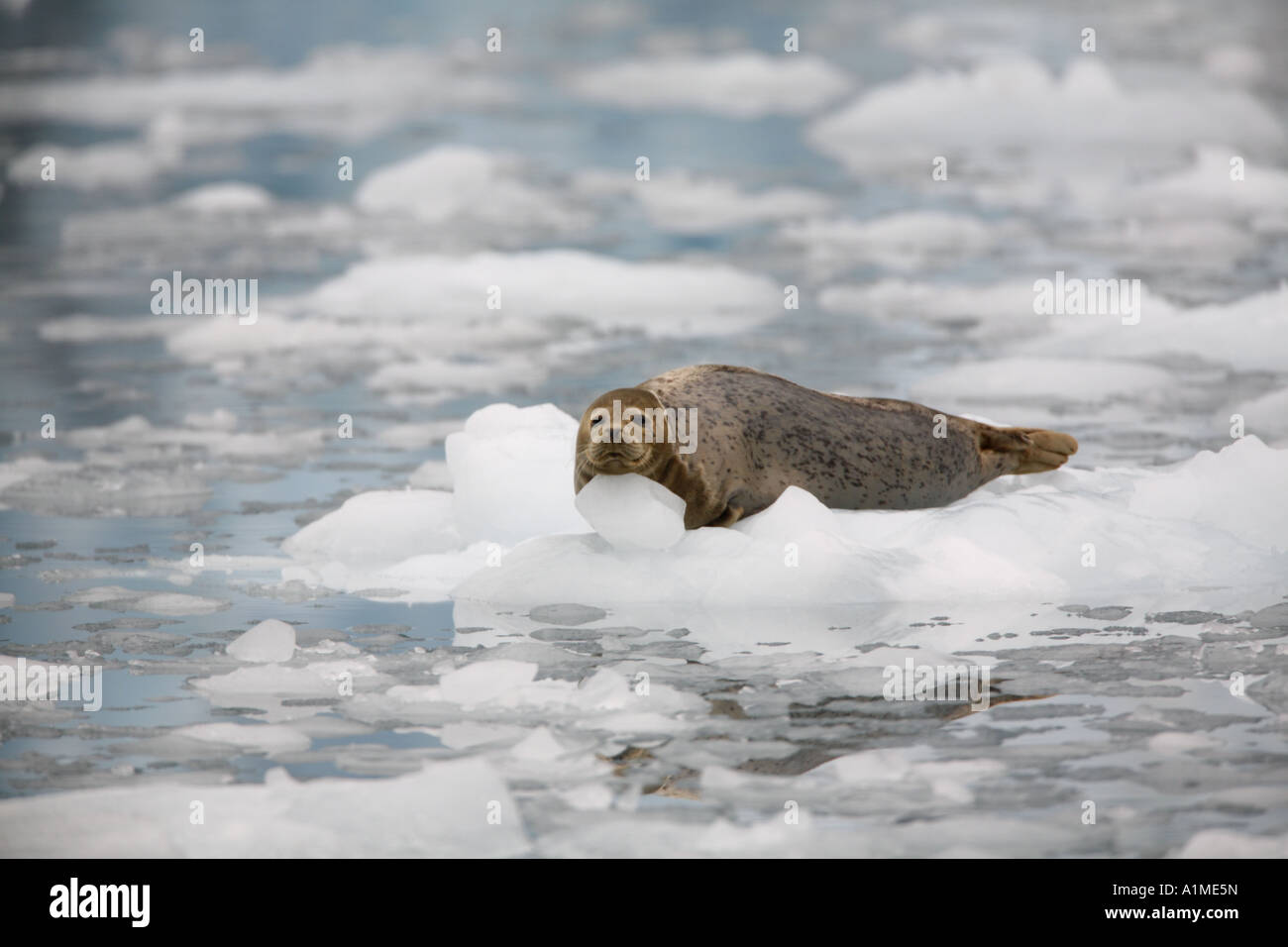Harbor Seals on icebergs Stock Photo - Alamy