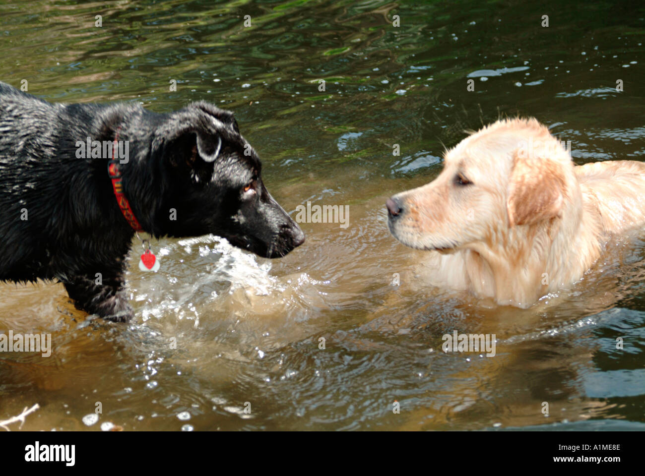 Two dogs in water hi-res stock photography and images - Alamy