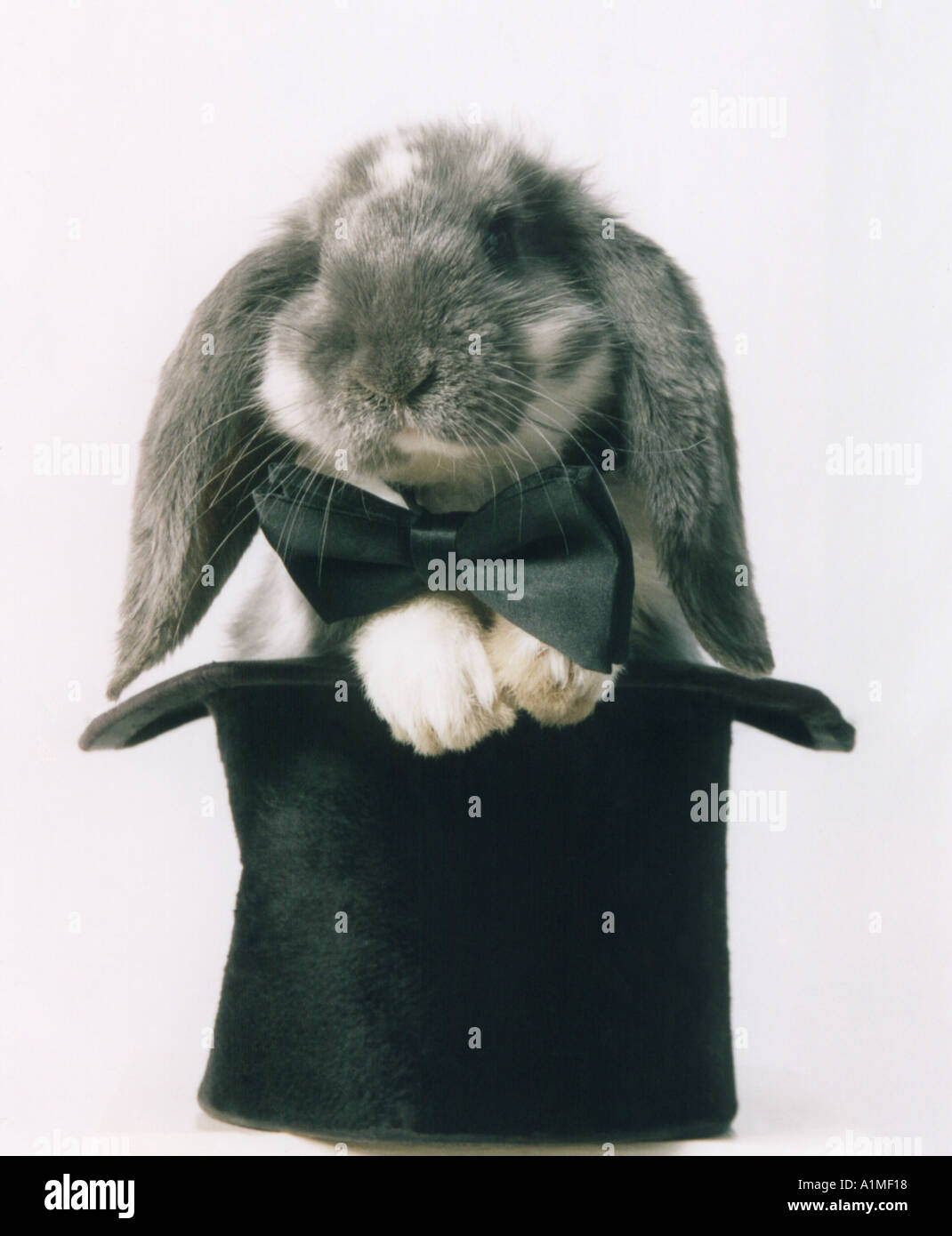 Rabbit top hat hi-res stock photography and images - Alamy