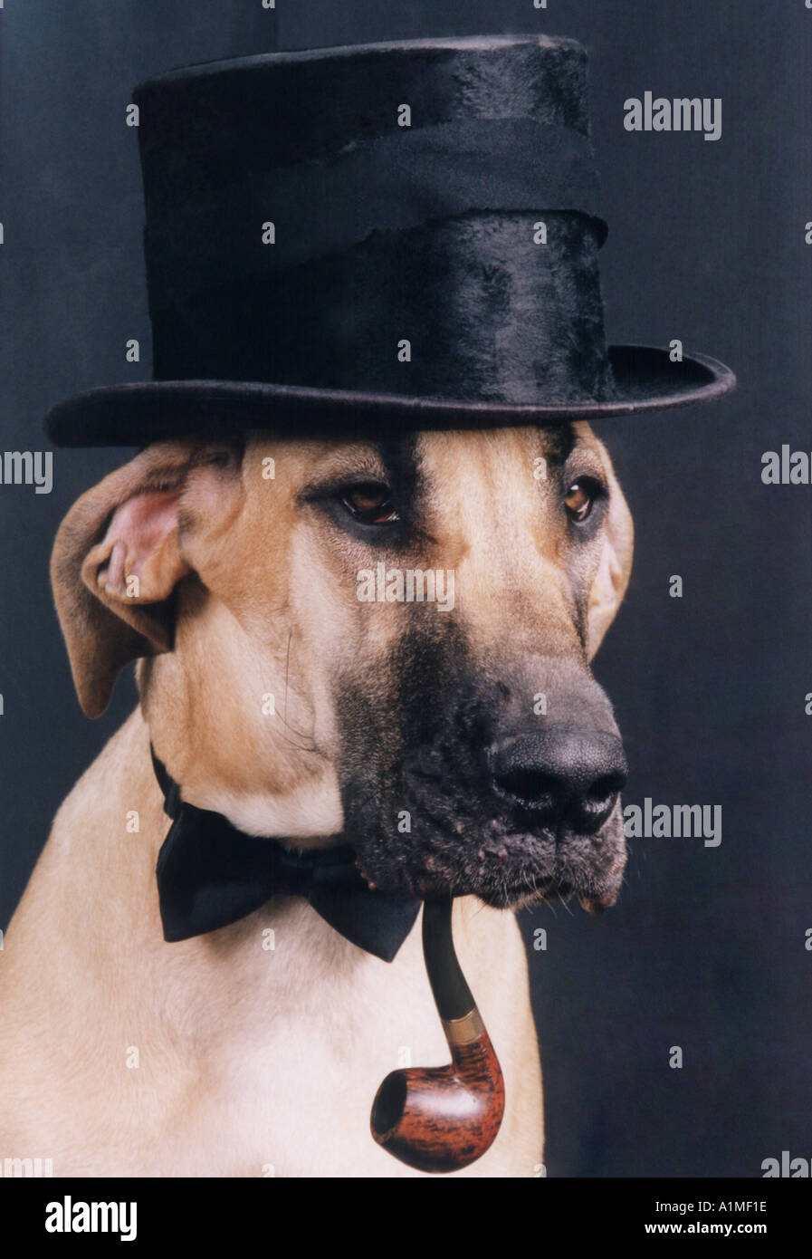 Smoking dog hi-res stock photography and images - Alamy