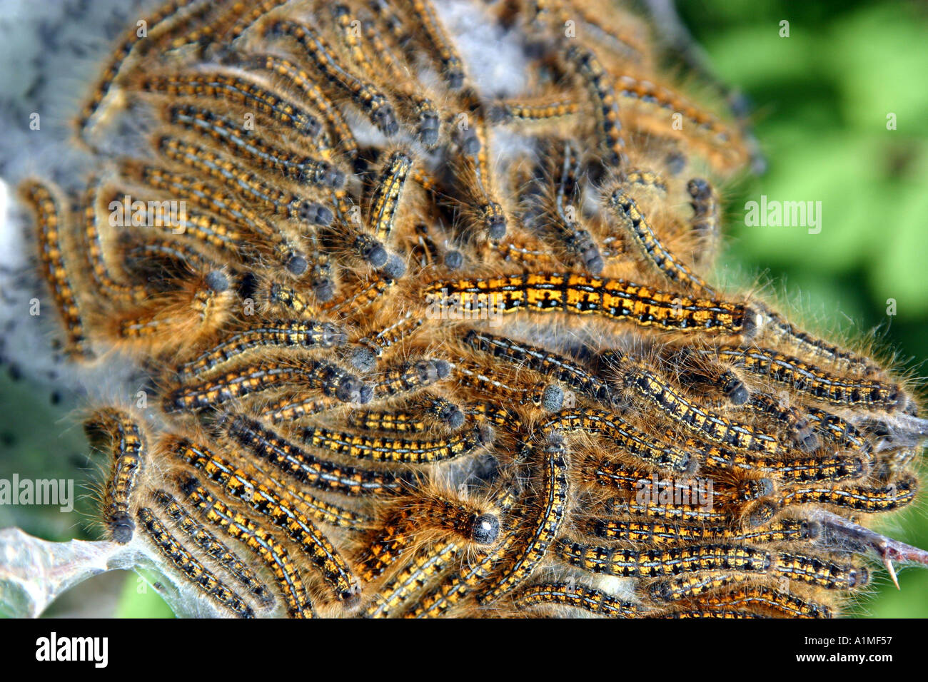 Washington state insects hi-res stock photography and images - Alamy