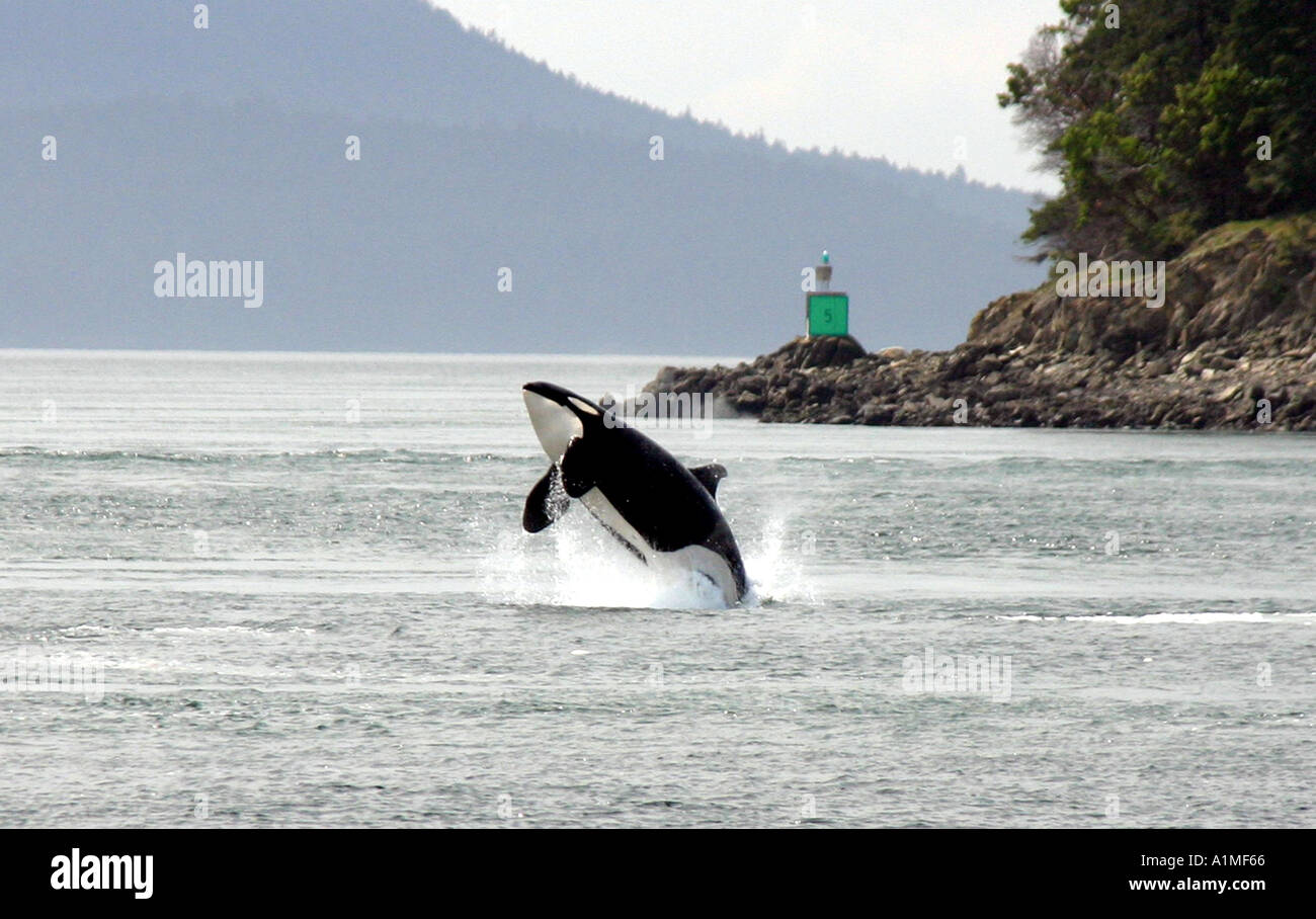 Whaleswaldman hi-res stock photography and images - Alamy