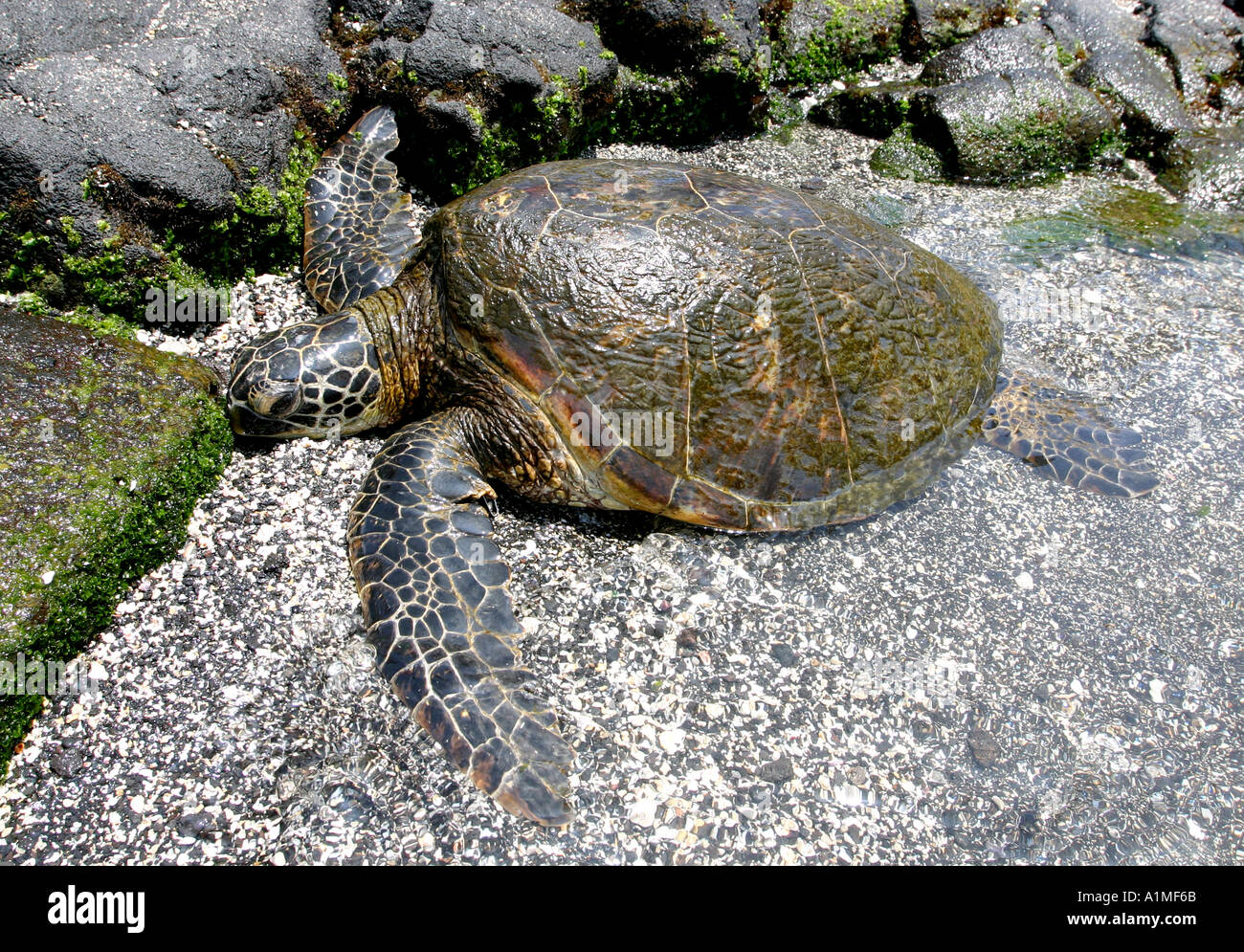 Sea Turtle Hawaii Kona Stock Photo - Alamy