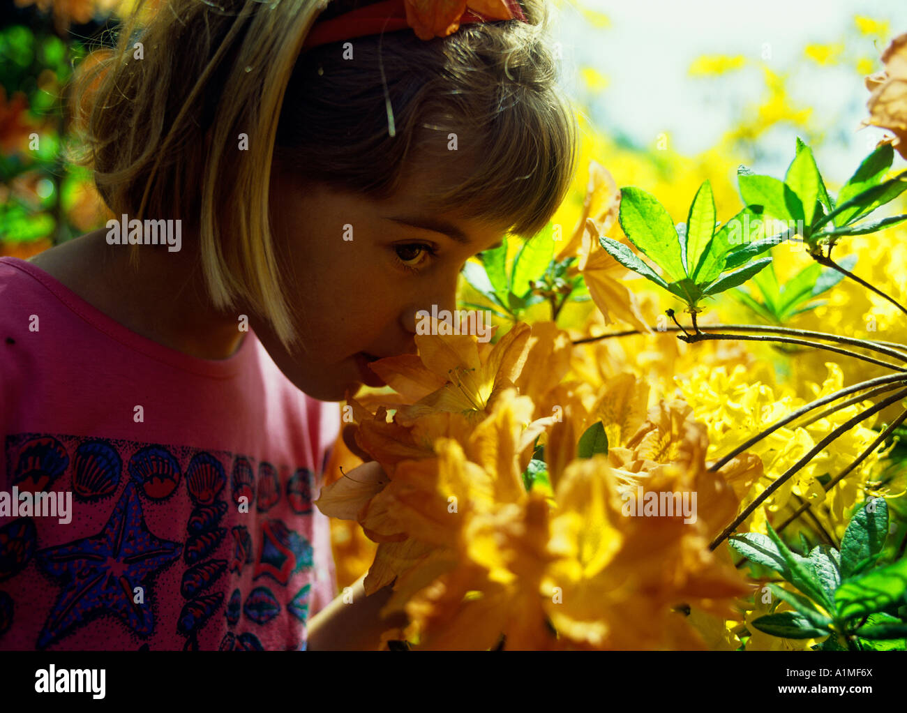 portrait of little girl smelling azalea flower Stock Photo - Alamy