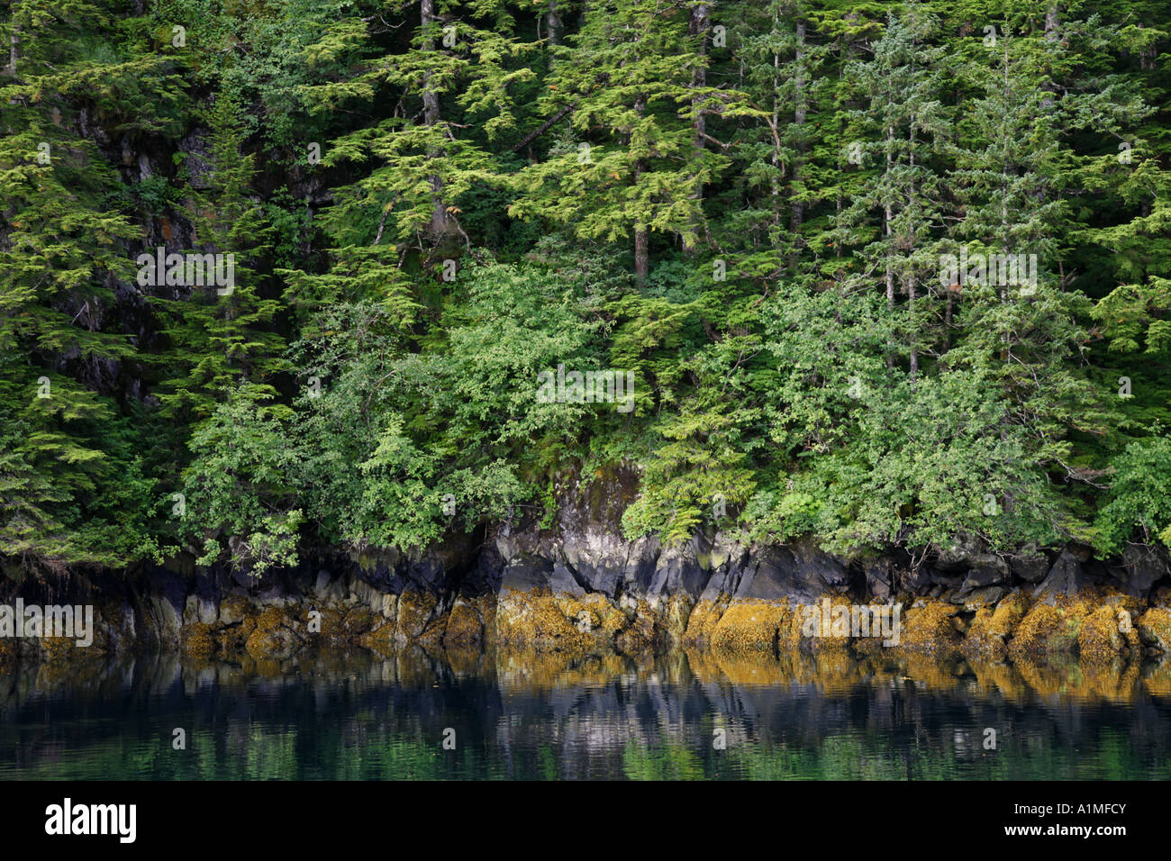 Temperate coastal rainforest in Hidden Bay Prince William Sound Chugach ...