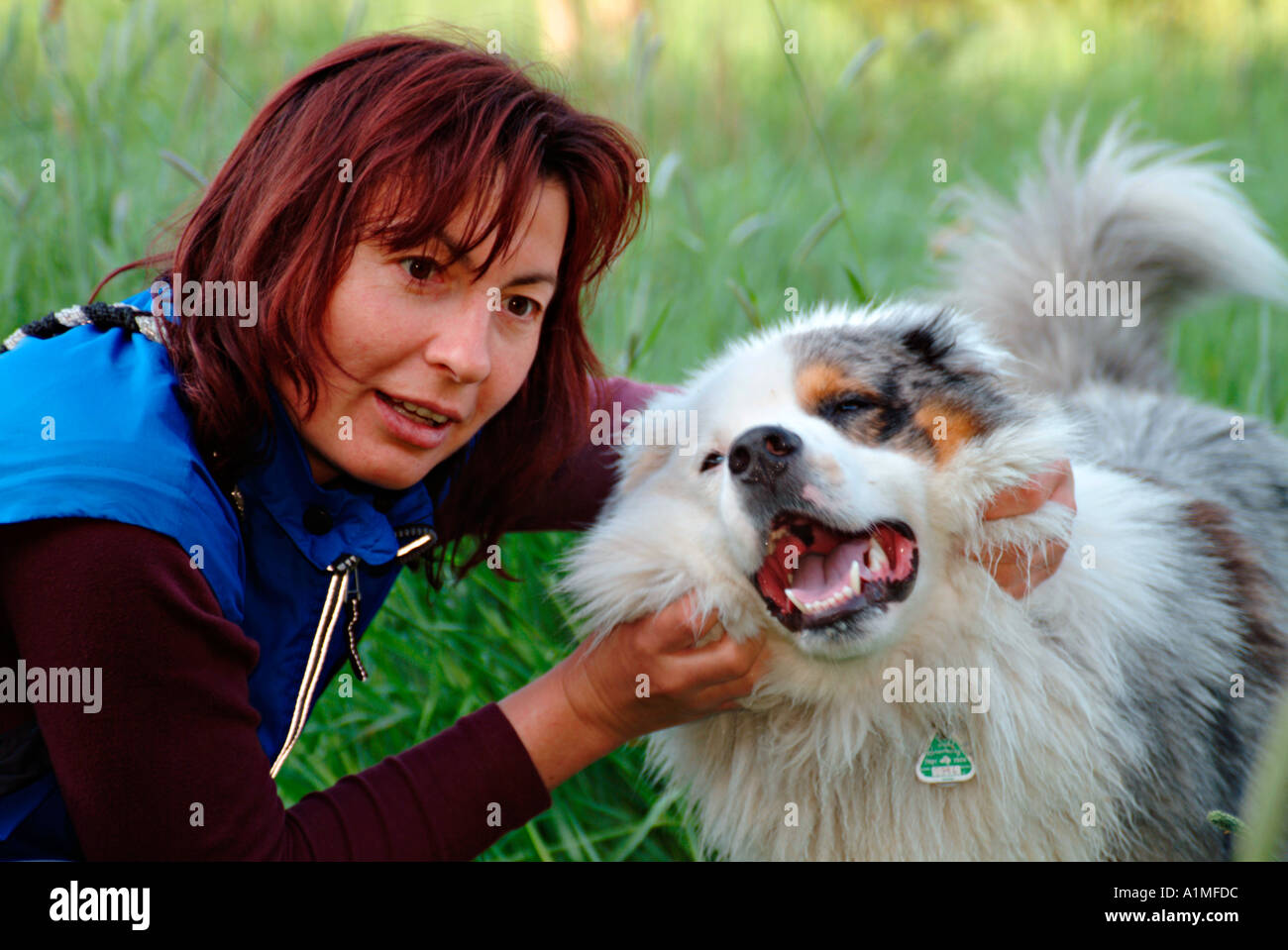 Dog connecting with owner hi-res stock photography and images - Alamy
