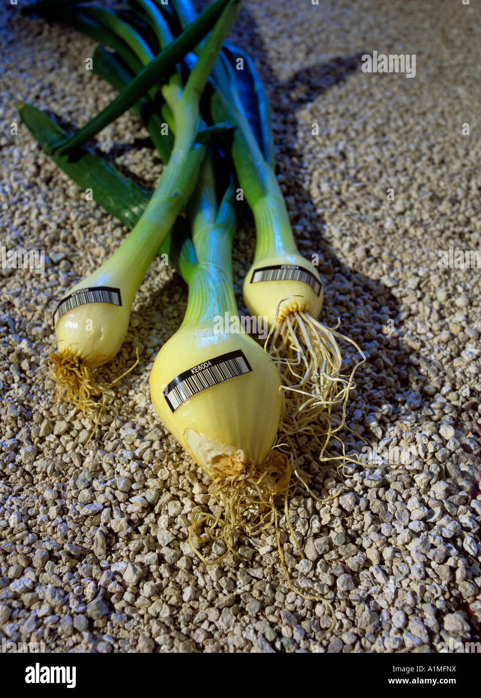 onions with barcode tags symbolism for biotechnology and design food ...