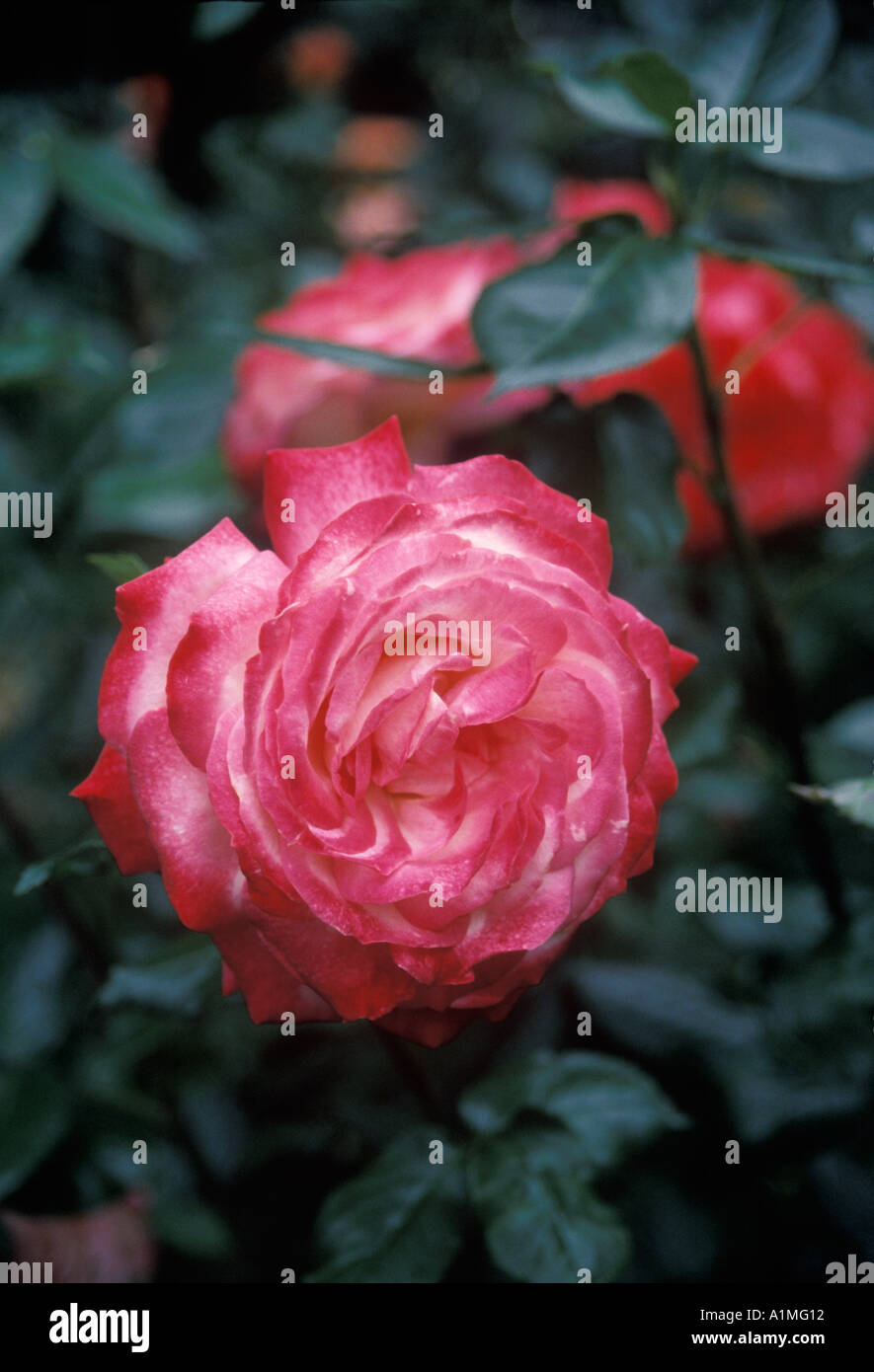 Roses square hi-res stock photography and images - Alamy