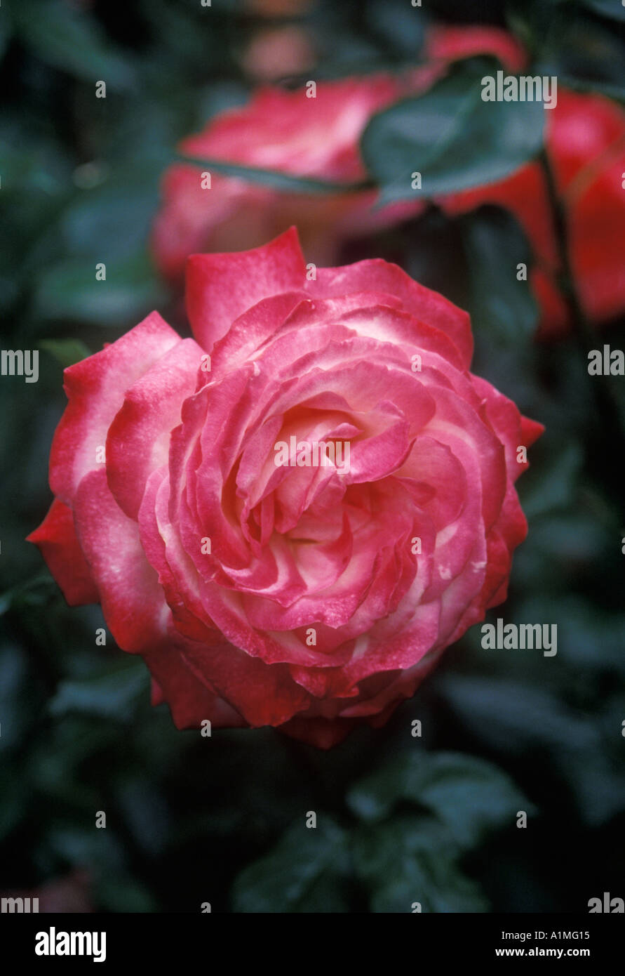Roses square hi-res stock photography and images - Alamy