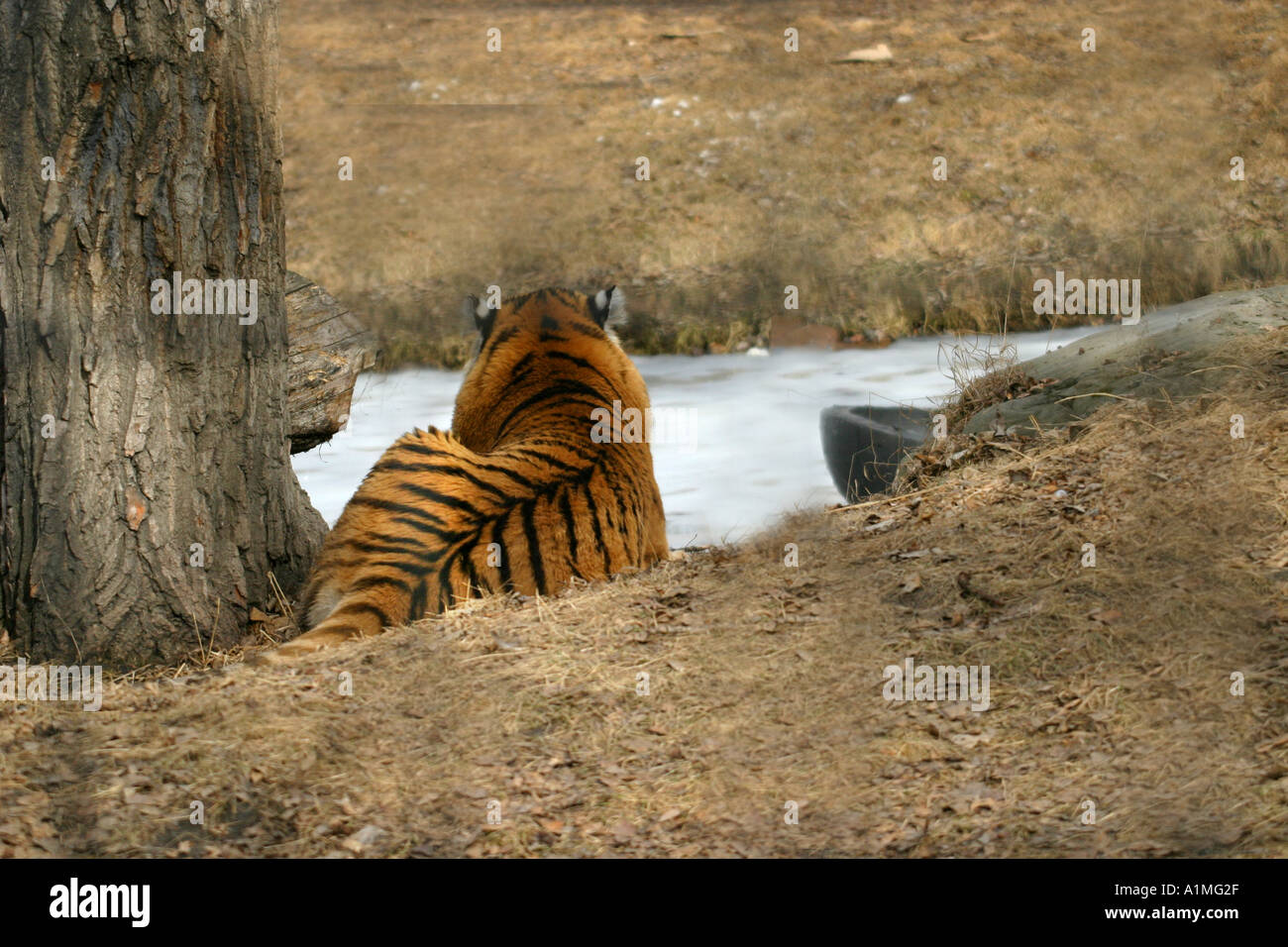 Sneaking tiger hi-res stock photography and images - Alamy