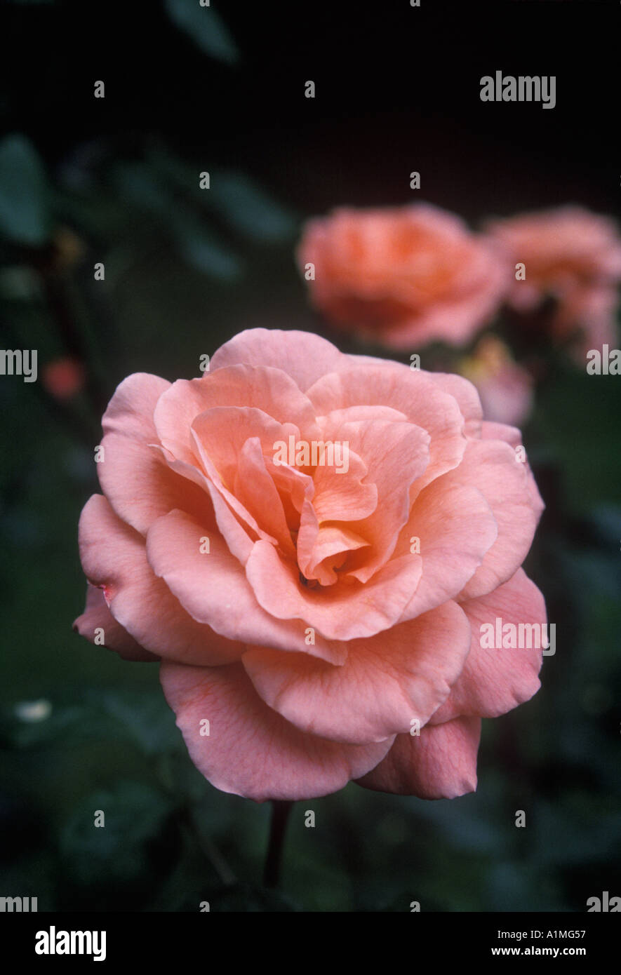 Roses square hi-res stock photography and images - Alamy