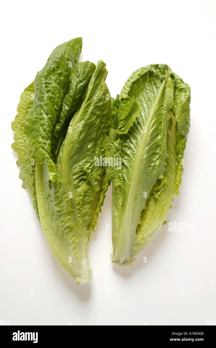 Leaf fresh romaine lettuce hi-res stock photography and images - Alamy